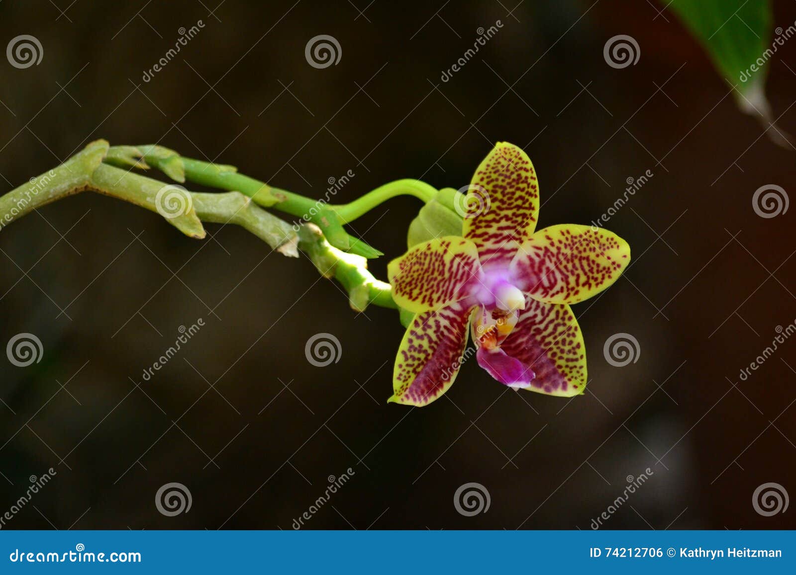 Beautiful orchid stock photo. Image of foliage, lovely - 74212706