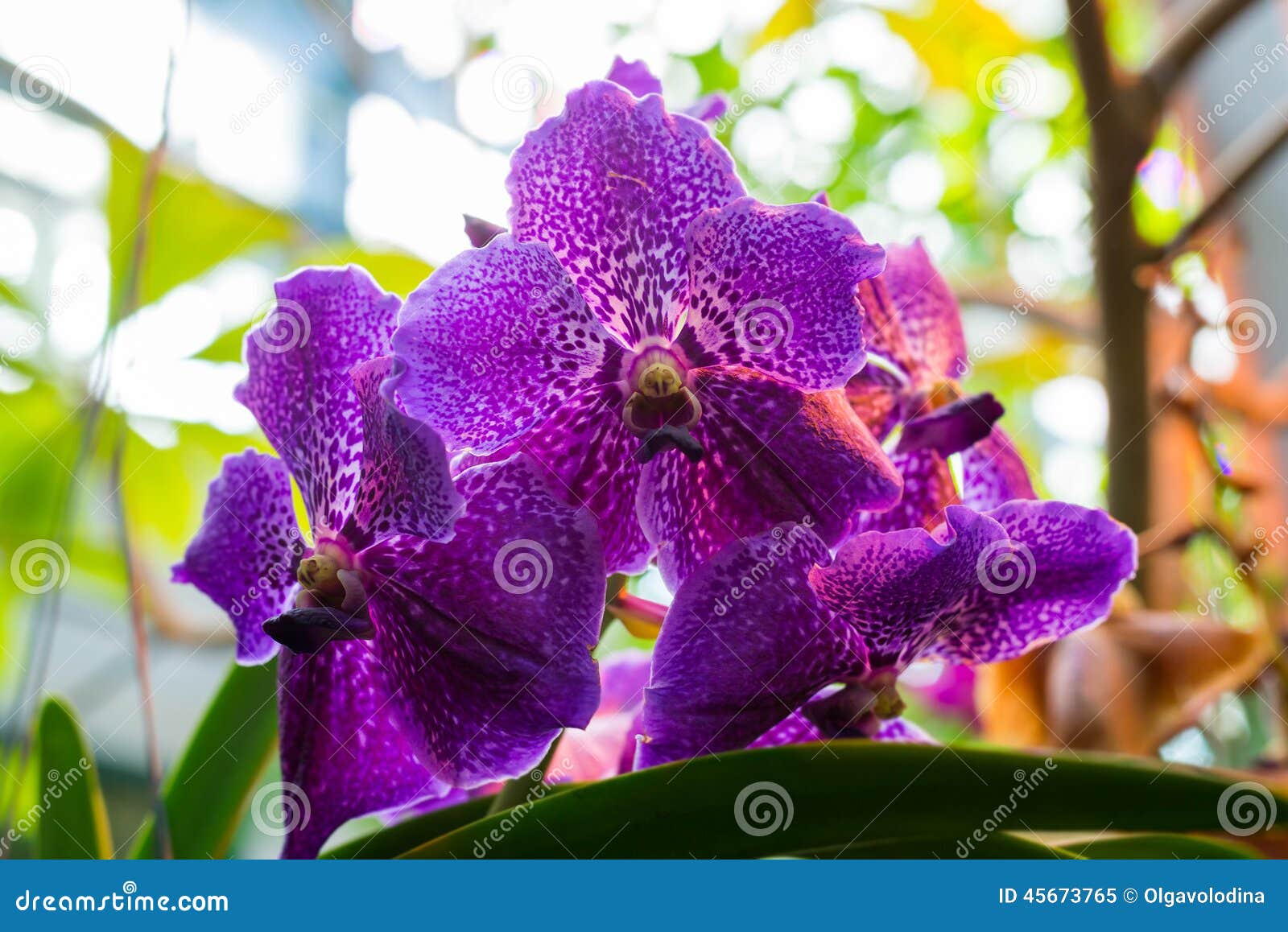 Beautiful Orchid in the Room Interior Stock Image - Image of aquarell ...
