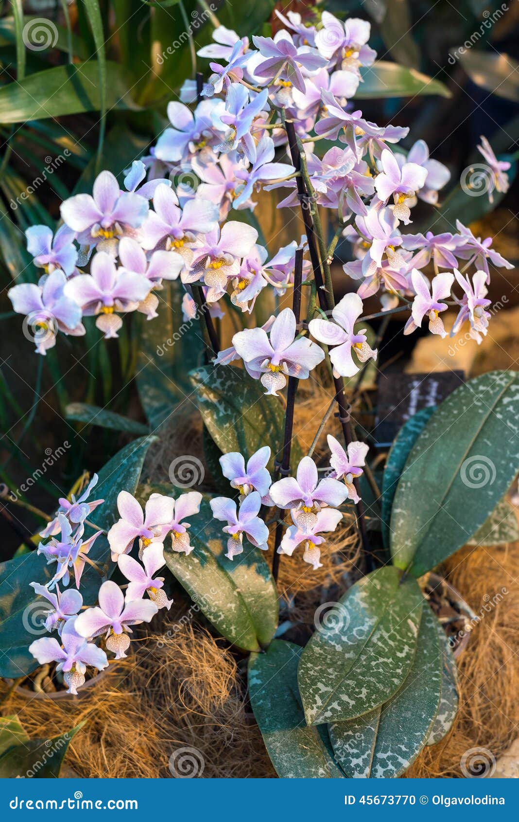 Beautiful Orchid in the Room Interior Stock Photo - Image of magenta ...