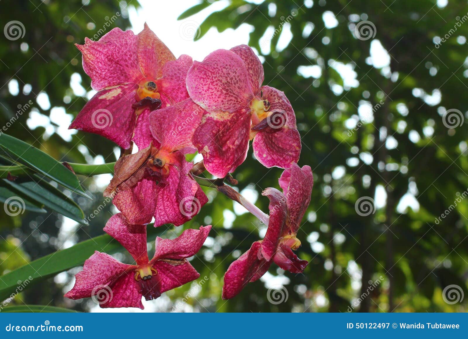 Beautiful Orchid of Thailand Stock Image - Image of blossom, district ...