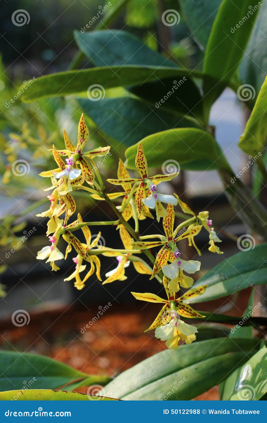 Beautiful Orchid of Thailand Stock Photo - Image of color, daisy: 50122988