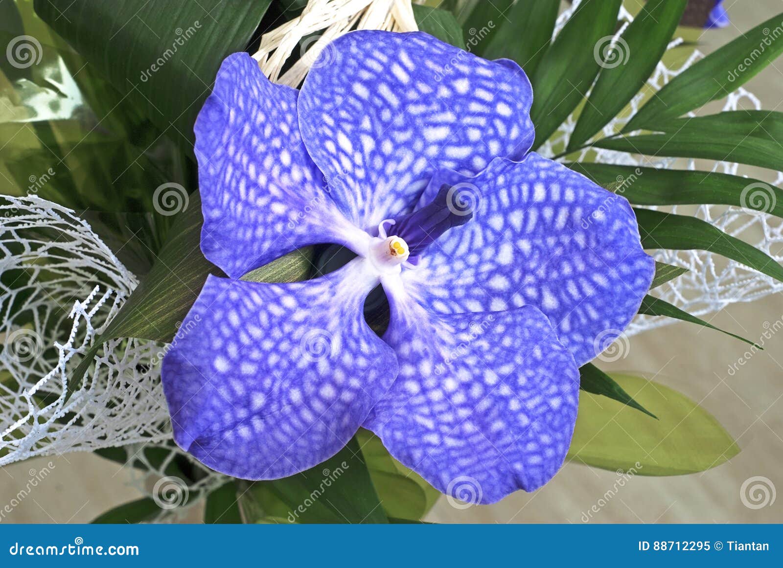 Beautiful orchid Wanda stock image. Image of delicate - 88712295