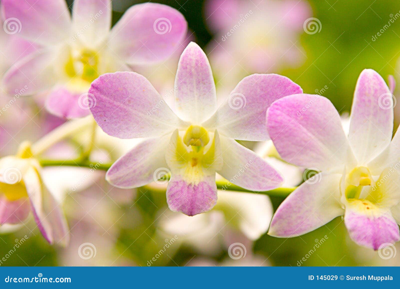 Beautiful Orchids stock image. Image of petal, orchid, beautiful - 145029