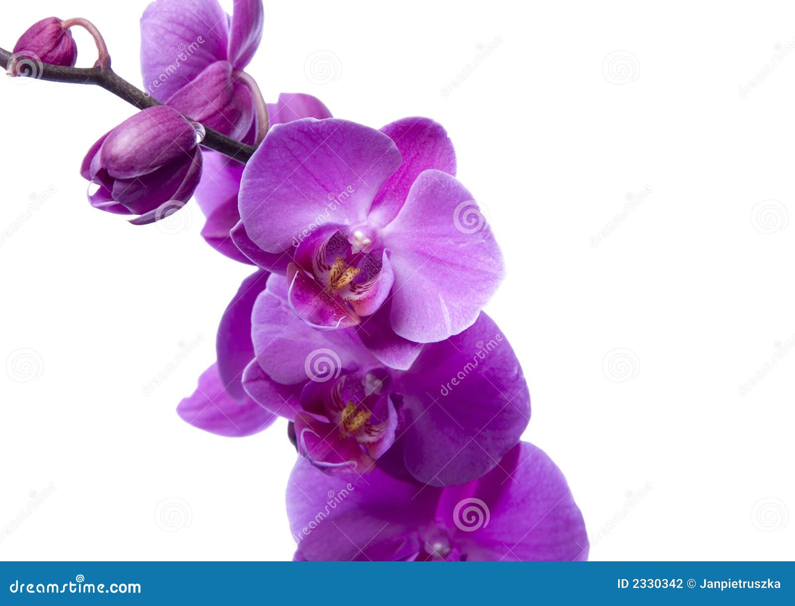 BEAUTIFUL ORCHIDS stock photo. Image of family, romantically - 2330342