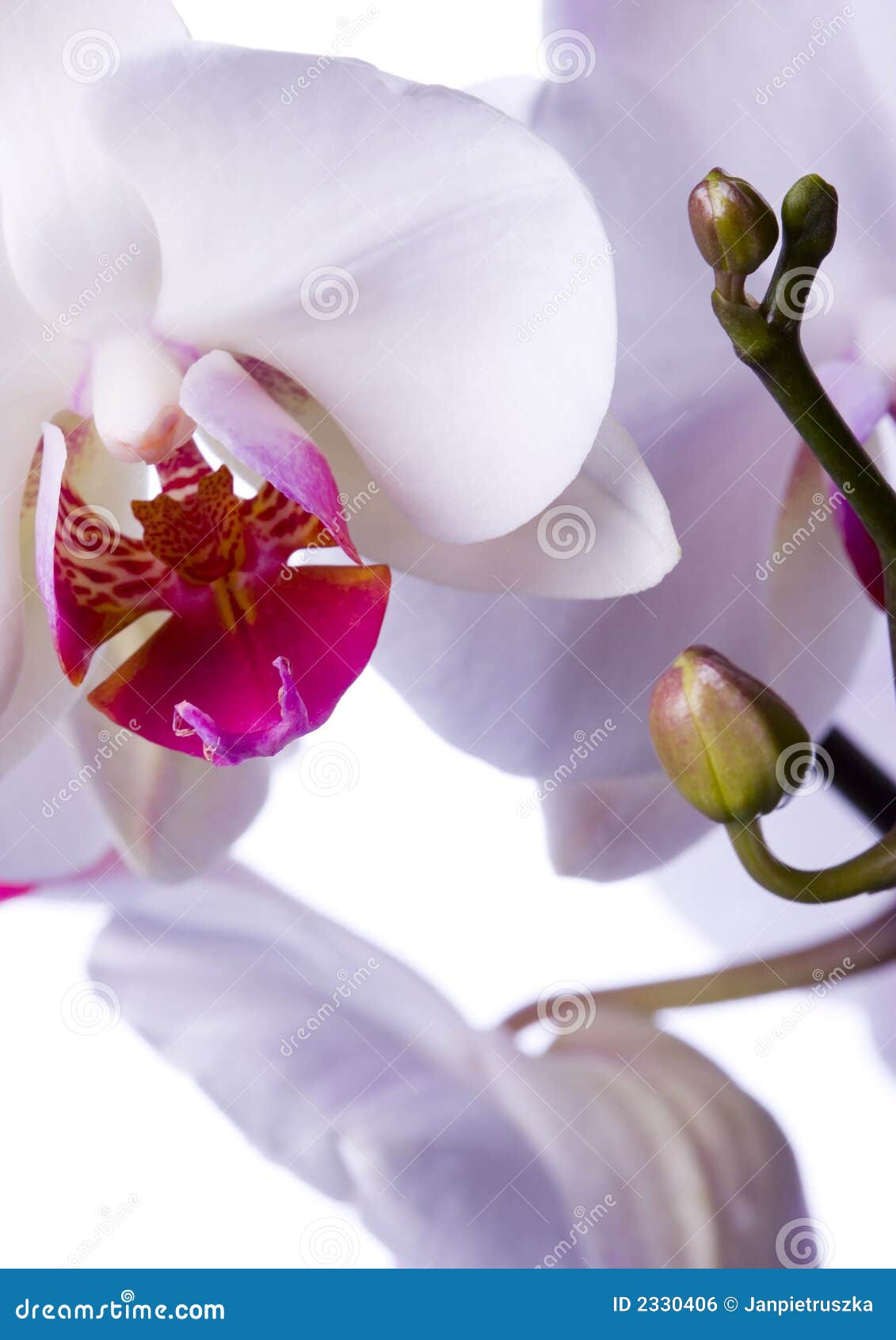 BEAUTIFUL ORCHIDS stock photo. Image of plants, orchidaceae - 2330406