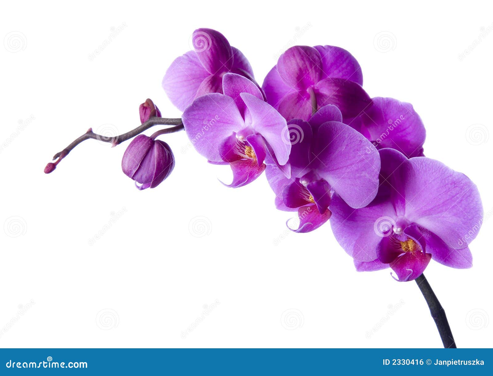 BEAUTIFUL ORCHIDS stock photo. Image of family, delicate - 2330416