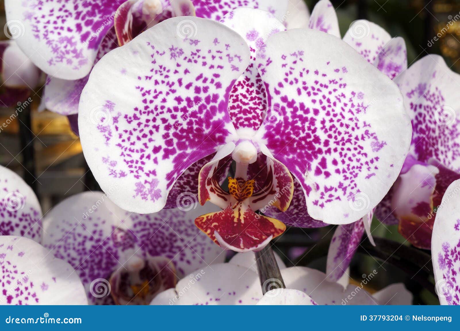 Beautiful orchids stock photo. Image of blooming, beautiful - 37793204