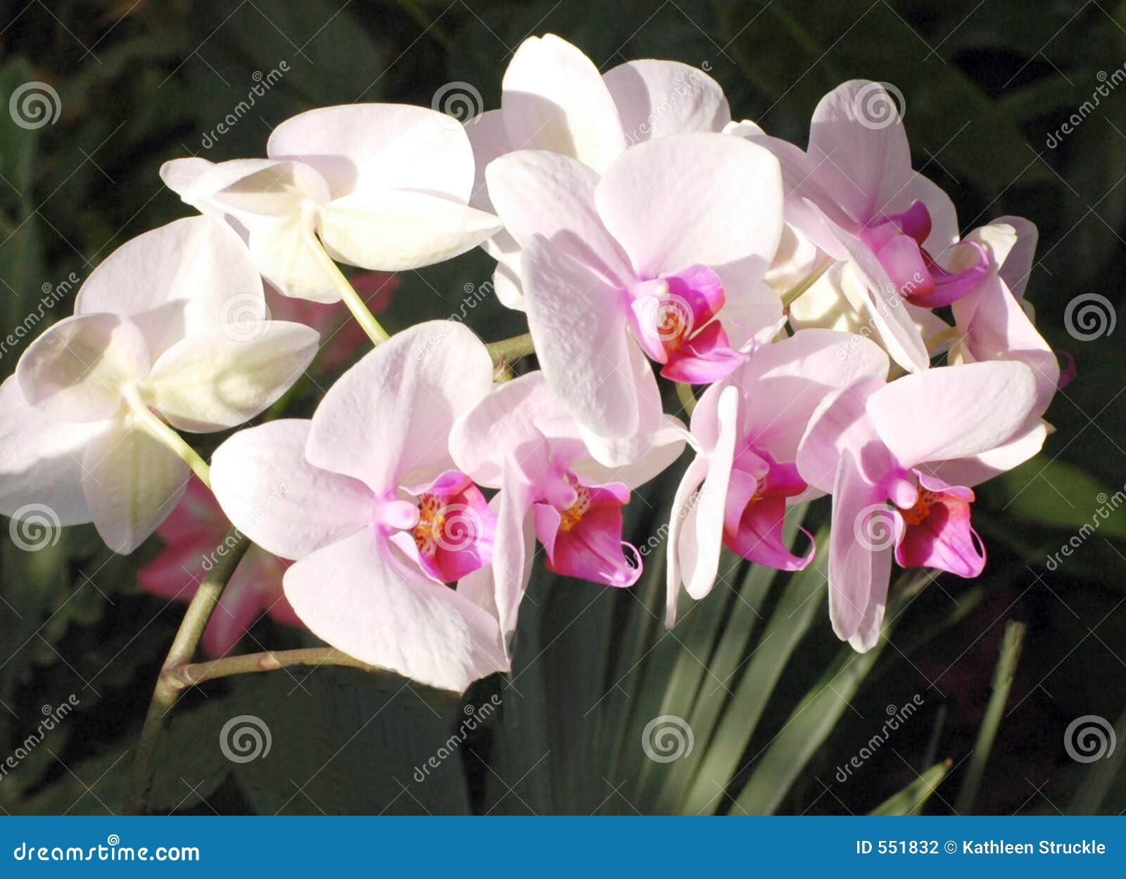 Beautiful Orchids stock photo. Image of pretty, type, beautiful - 551832