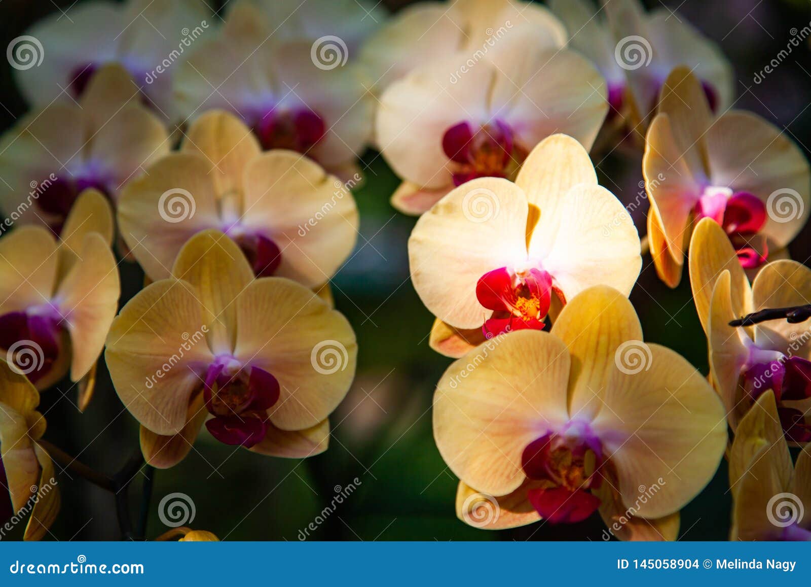 Beautiful Orchids in a Tropical Garden Stock Photo - Image of bouquet ...