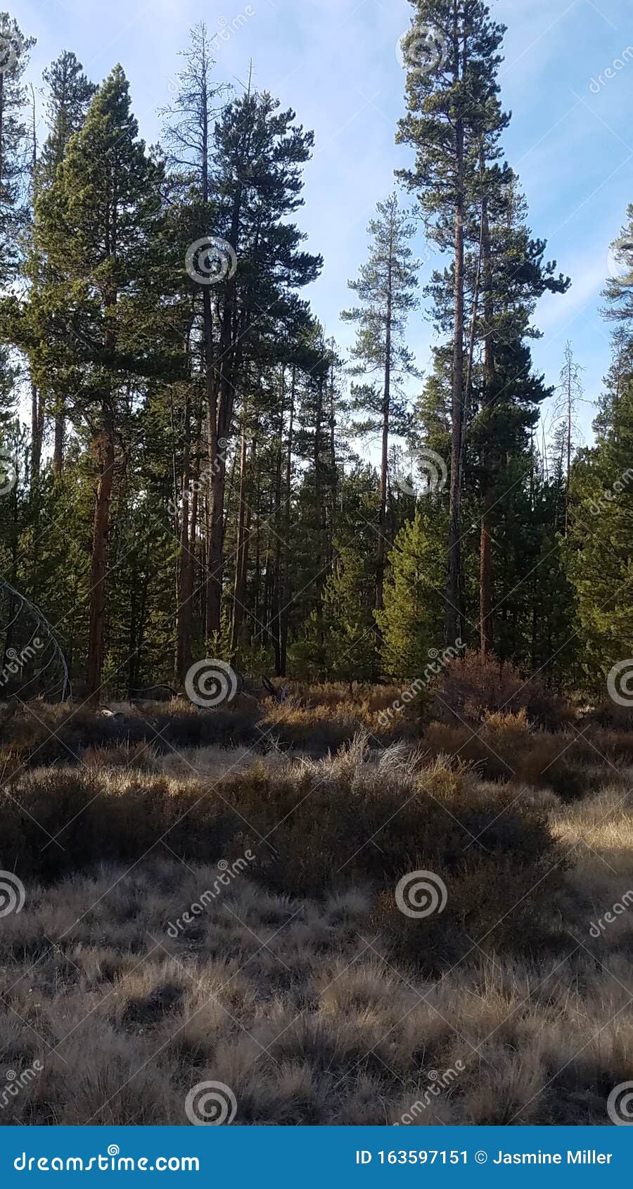 Beautiful Oregon Pine Forest in the High Desert Stock Image - Image of ...