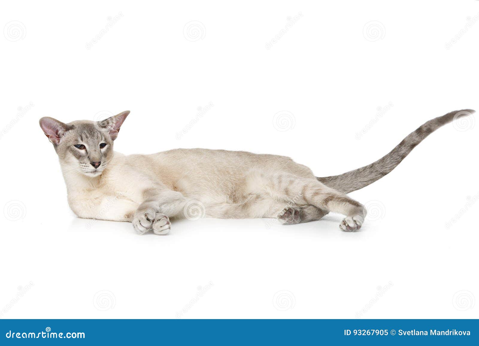 Beautiful Oriental Siam Cat Stock Image - Image of point, eared: 93267905