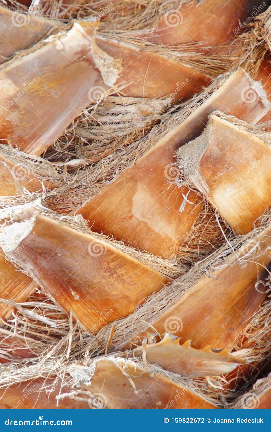 Original Background Tree Trunk of a Coconut Palm Date Close-up Texture ...
