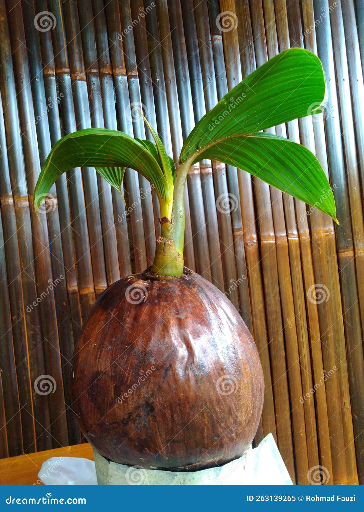 Beautiful Original Coconut Bonsai Stock Image - Image of original ...