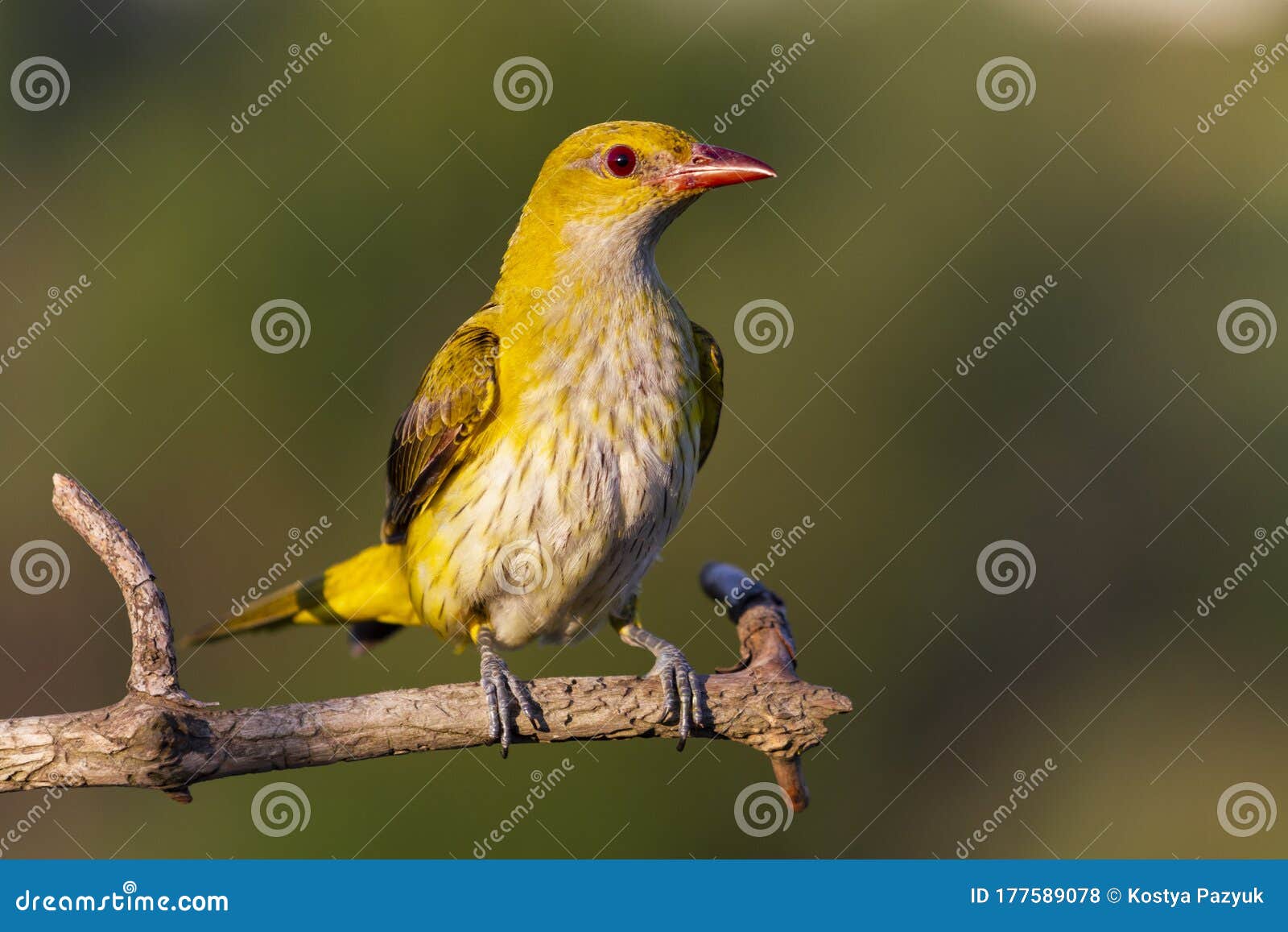Beautiful Oriole Sitting on a Branch Stock Photo - Image of outdoor ...