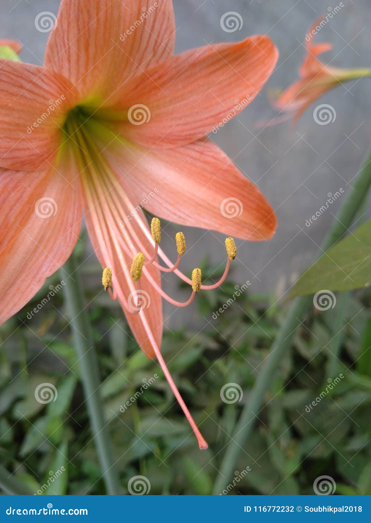 Orkid stock photo. Image of beautiful, grass, flower - 116772232