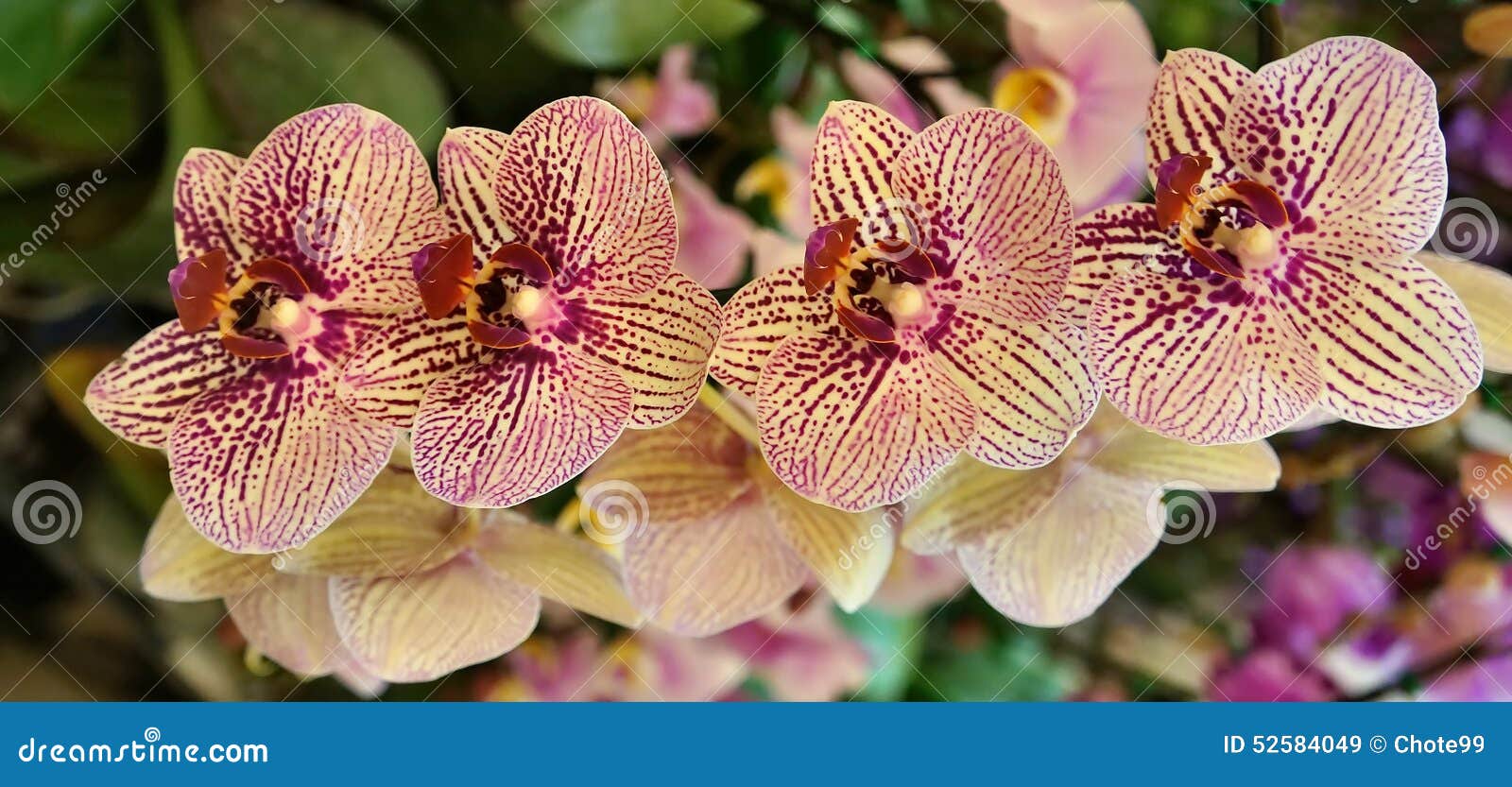 Beautiful orkids stock image. Image of bangkok, landmark - 52584049