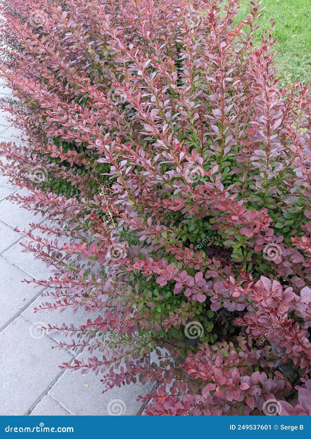 Beautiful Ornamental Shrubs in the Park. Stock Image - Image of plant ...