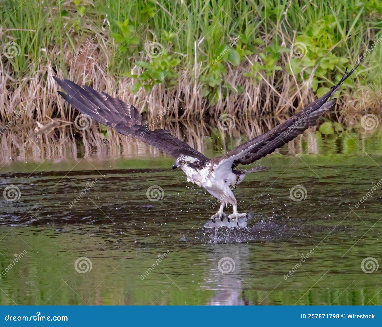 Beautiful Osprey Bird Flying and Landing on a Pond Stock Photo - Image ...