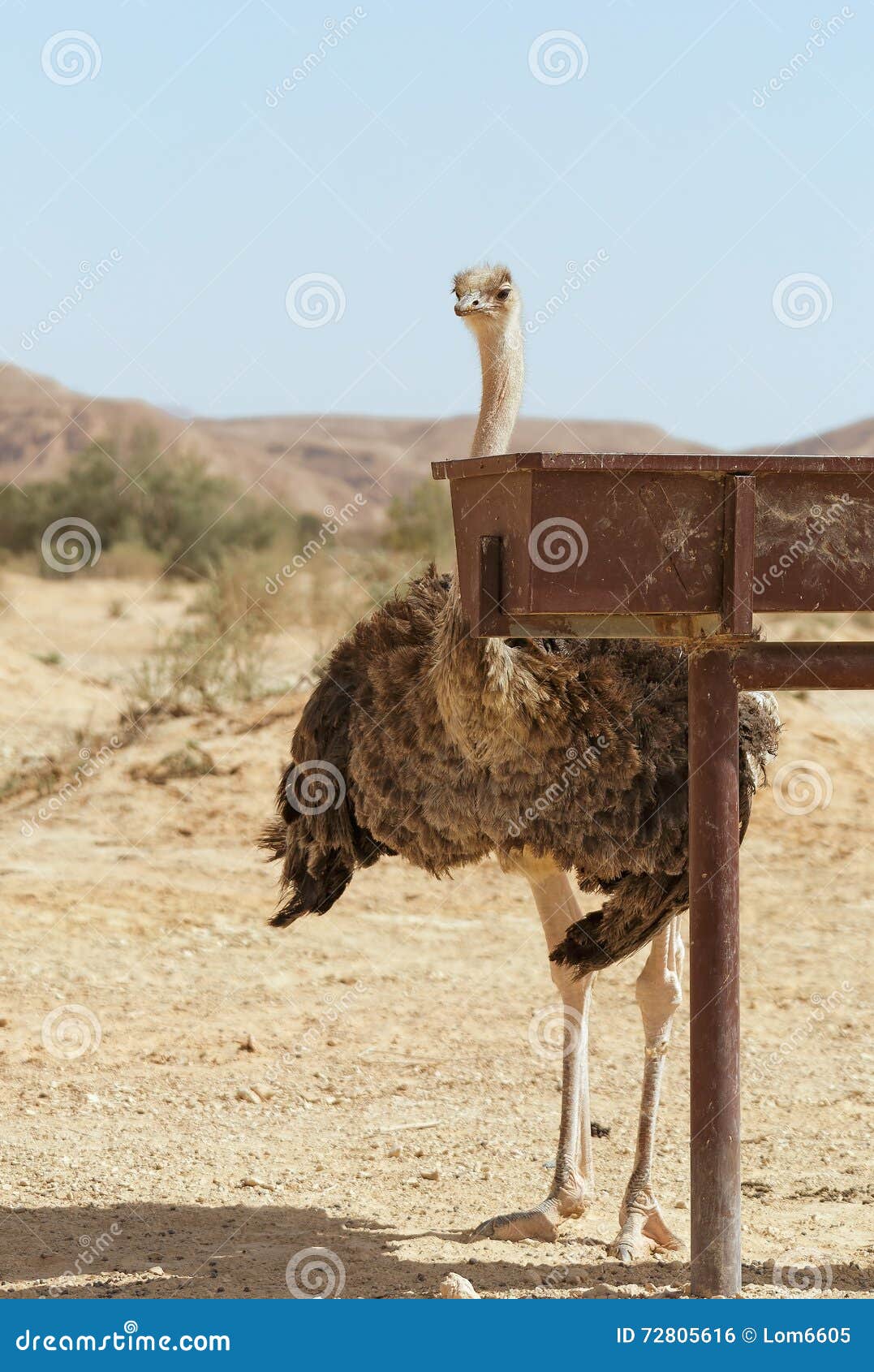 Beautiful Ostrich in the Desert Stock Photo - Image of animal ...