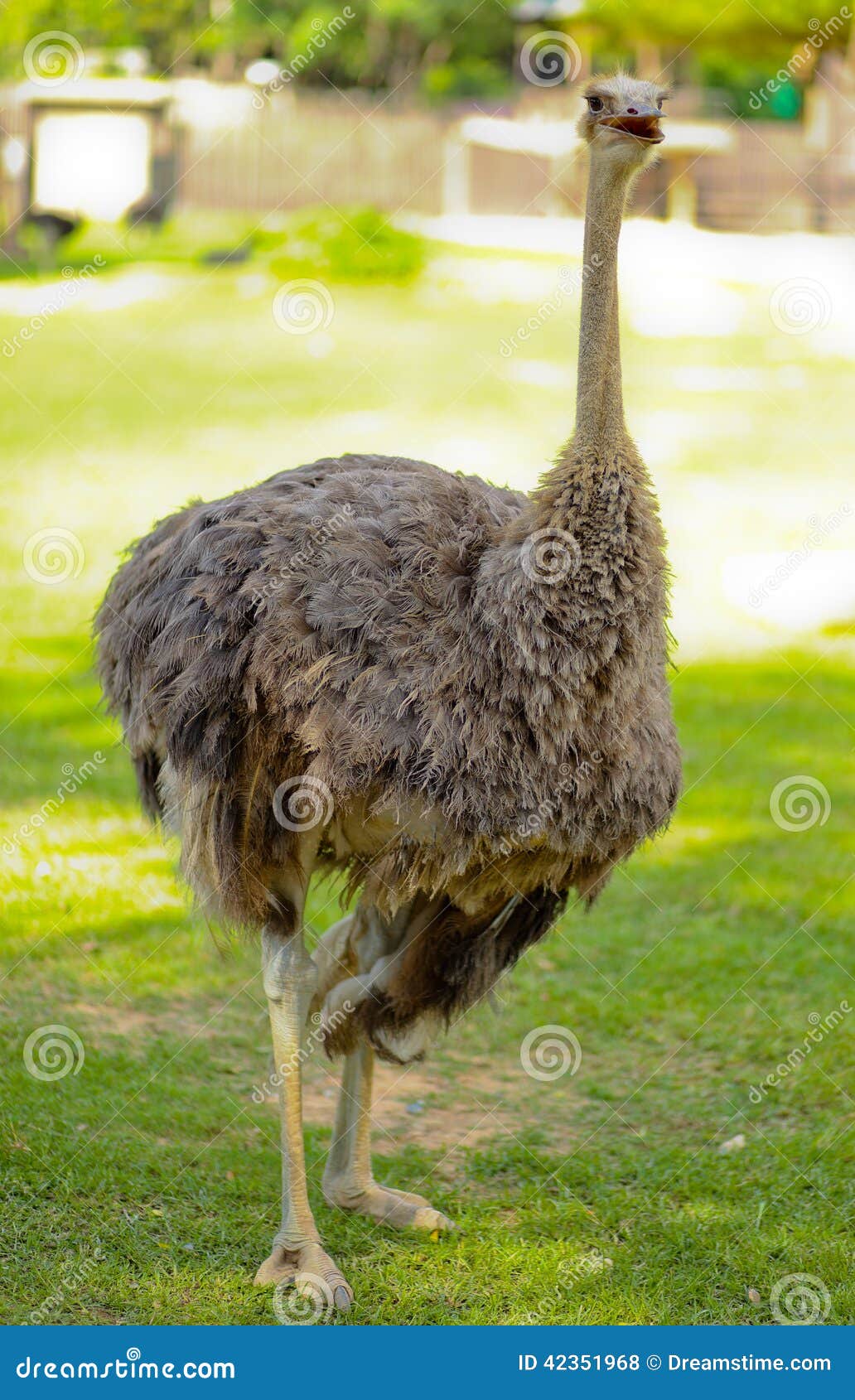 Beautiful ostrich stock photo. Image of africa, field - 42351968
