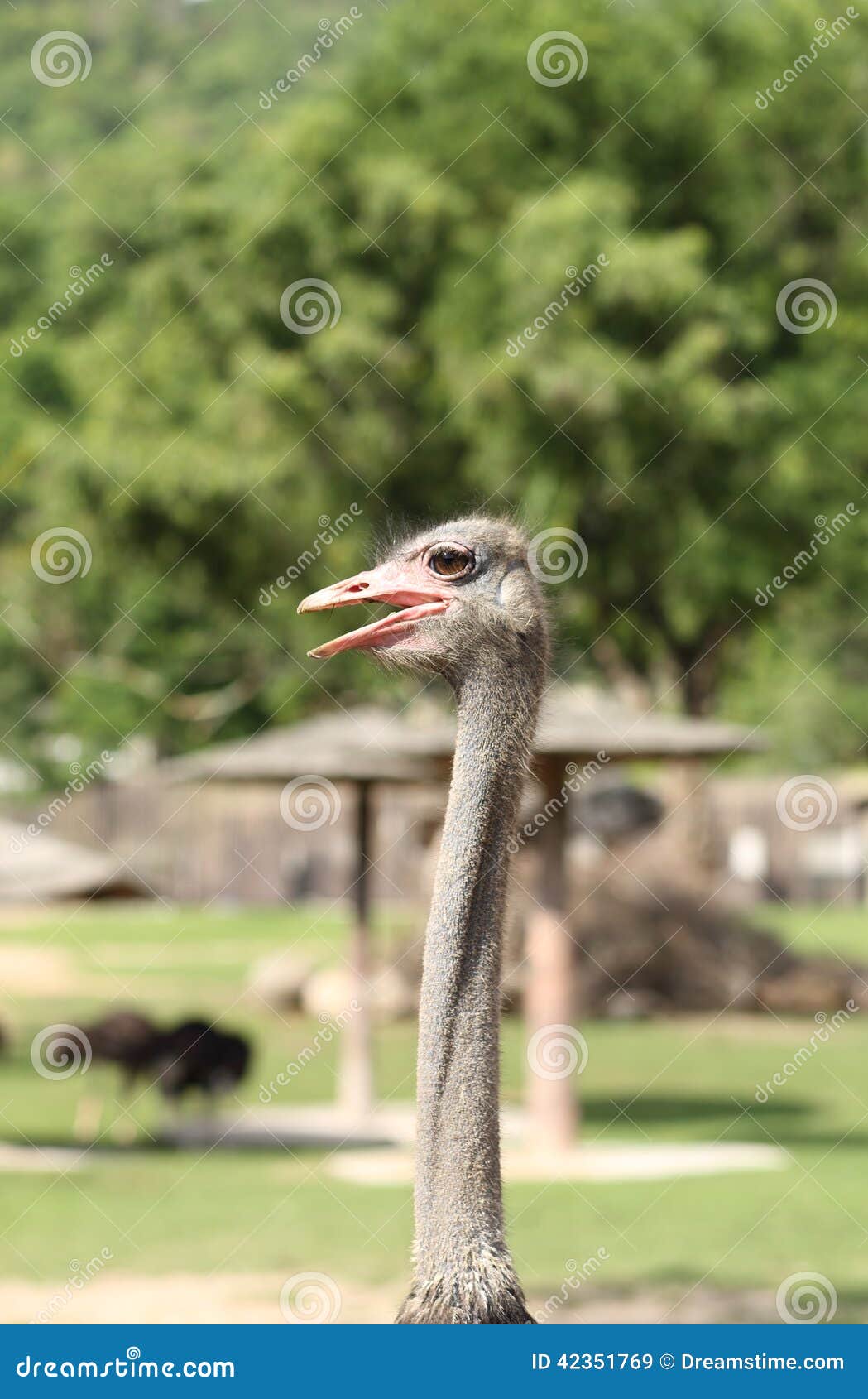 Beautiful Ostrich in the Zoo Stock Image - Image of long, closeup: 42351769