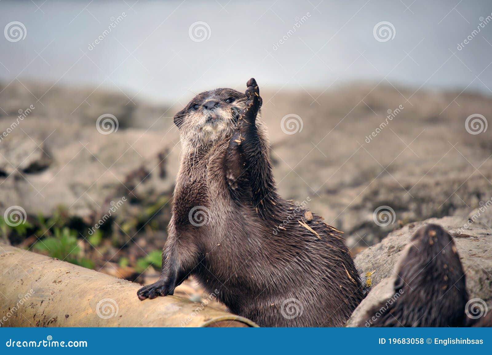 Beautiful Otter stock photo. Image of looking, animal - 19683058