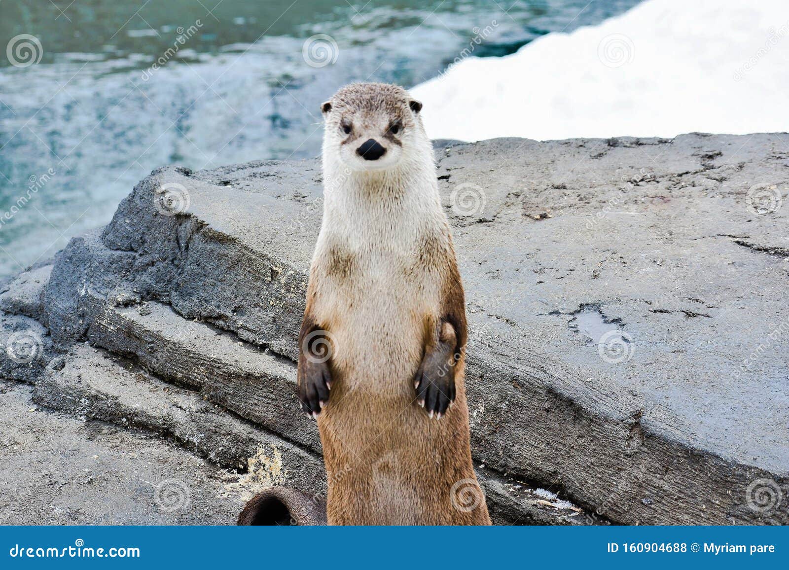 Beautiful otter stock photo. Image of animal, nature - 160904688