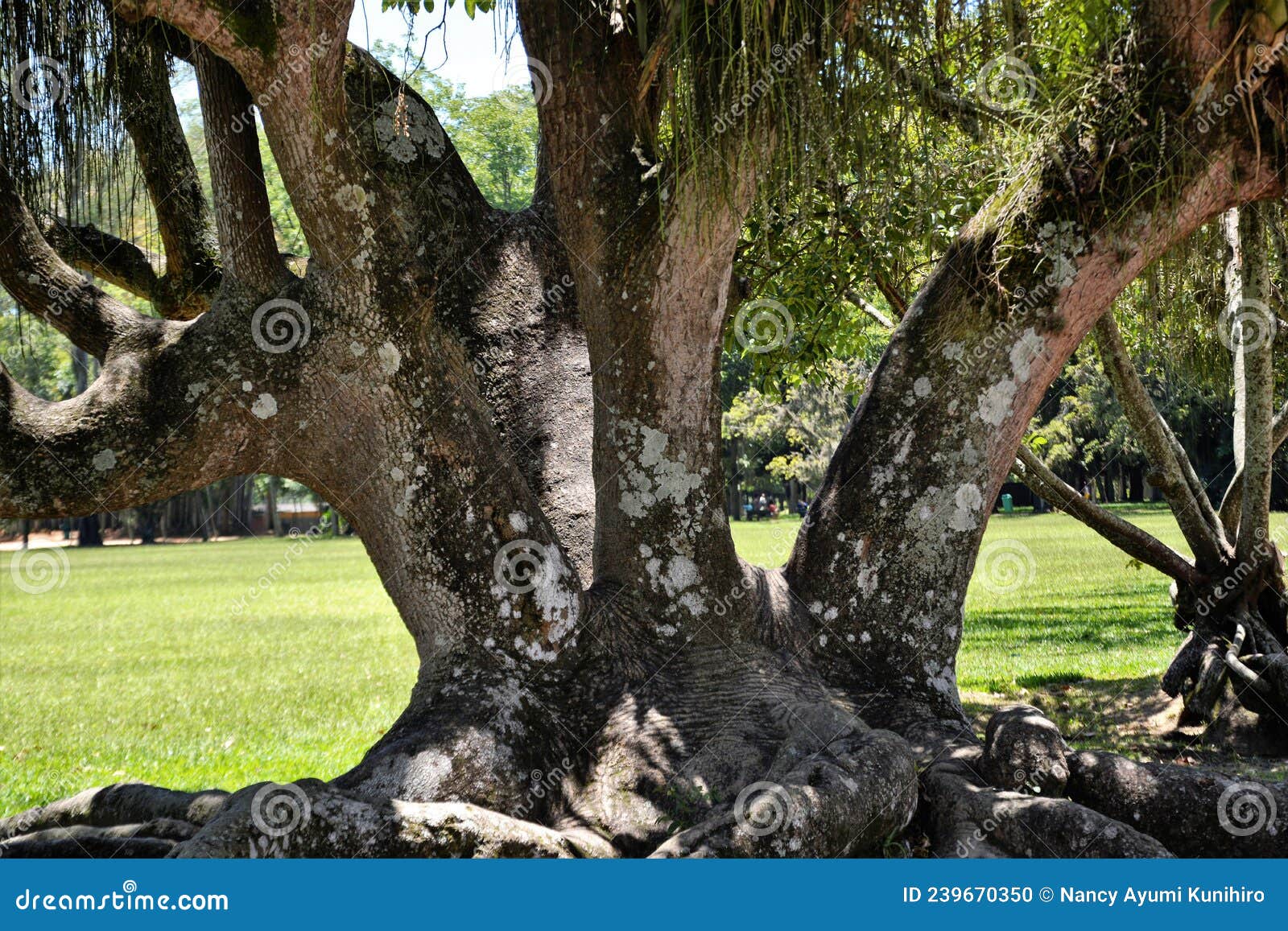 Beautiful Outline of Tree Trunks in the City Park Stock Photo - Image ...