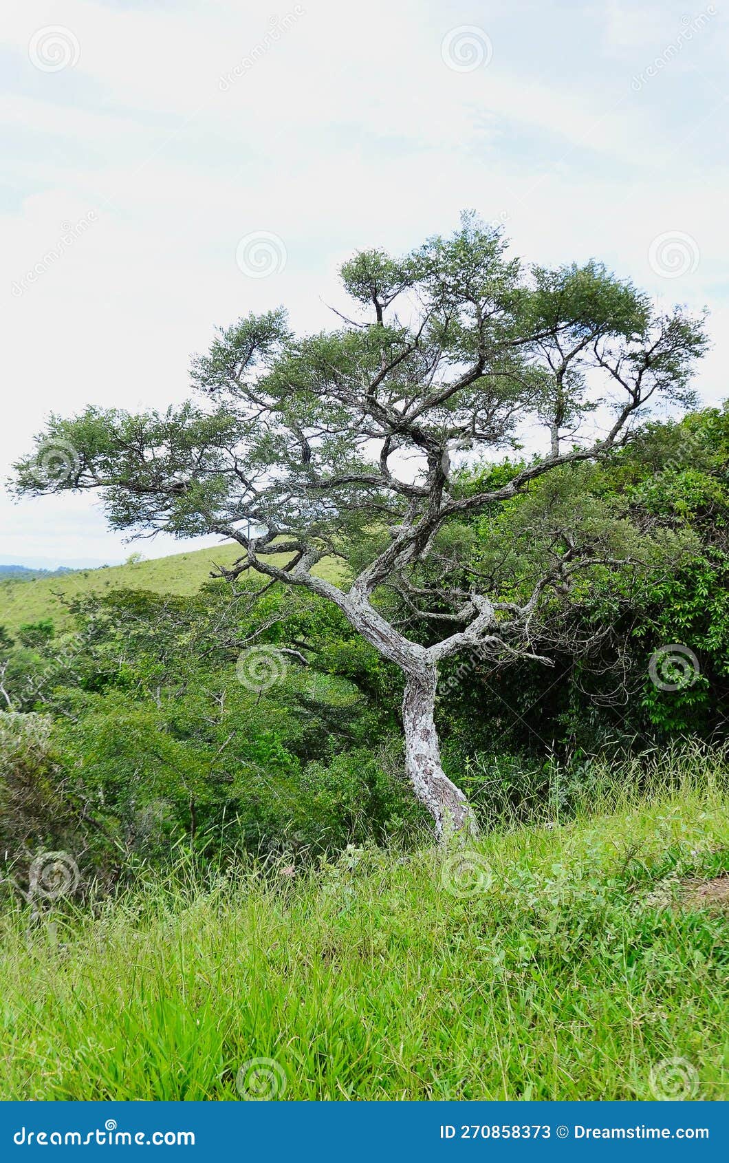 Beautiful Outline of Tree Trunks on the Mountain Stock Image - Image of ...