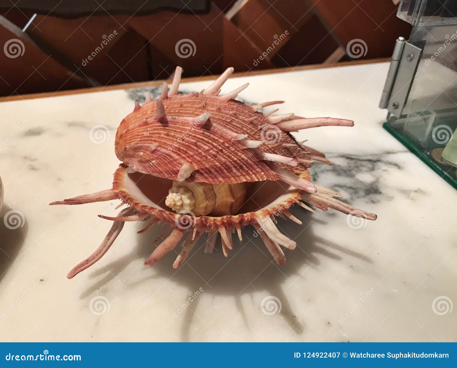 A beautiful shell. stock image. Image of natural, beach - 124922407