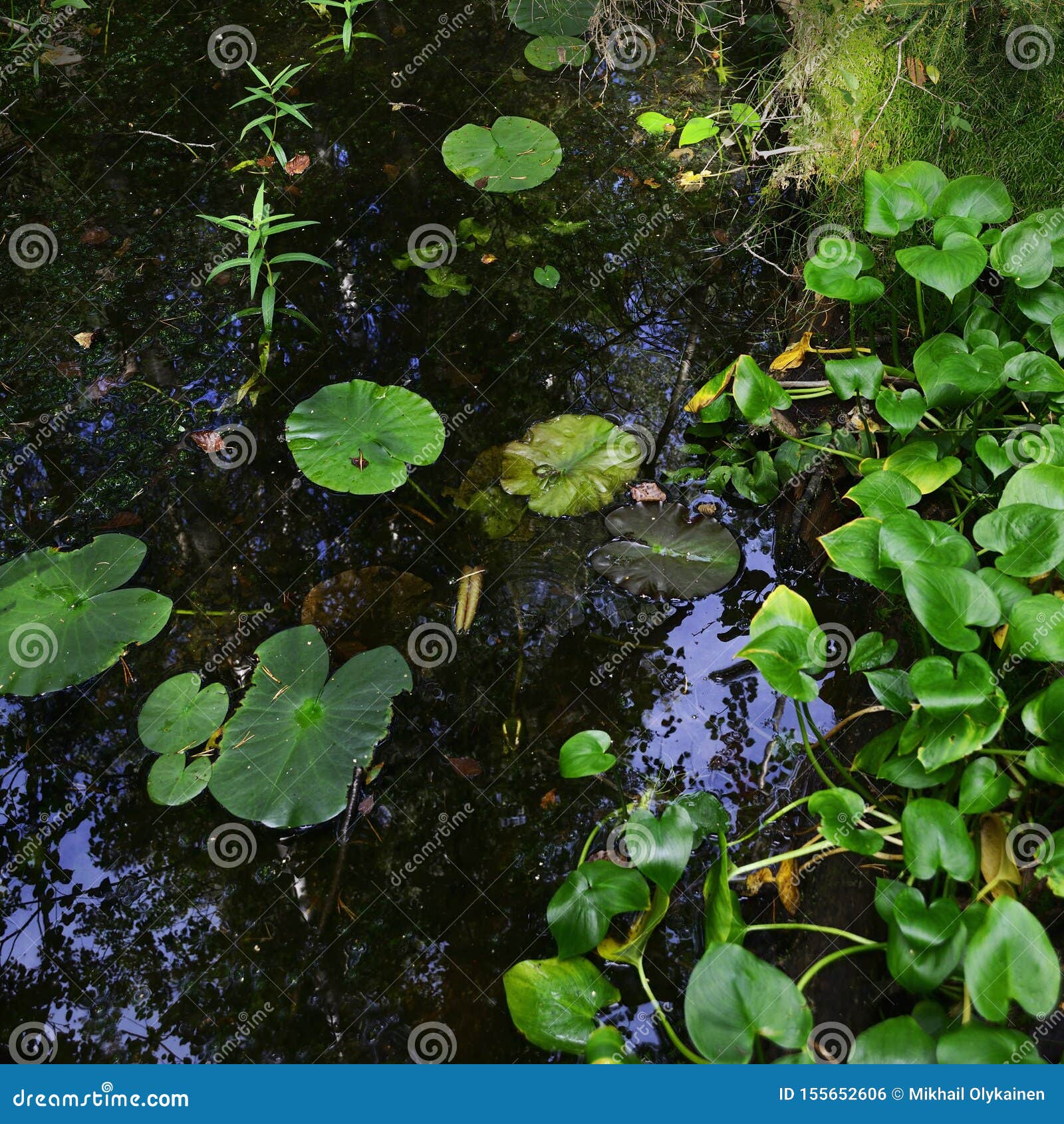 Beautiful Overgrown Pond in the Forest Stock Photo - Image of forest ...
