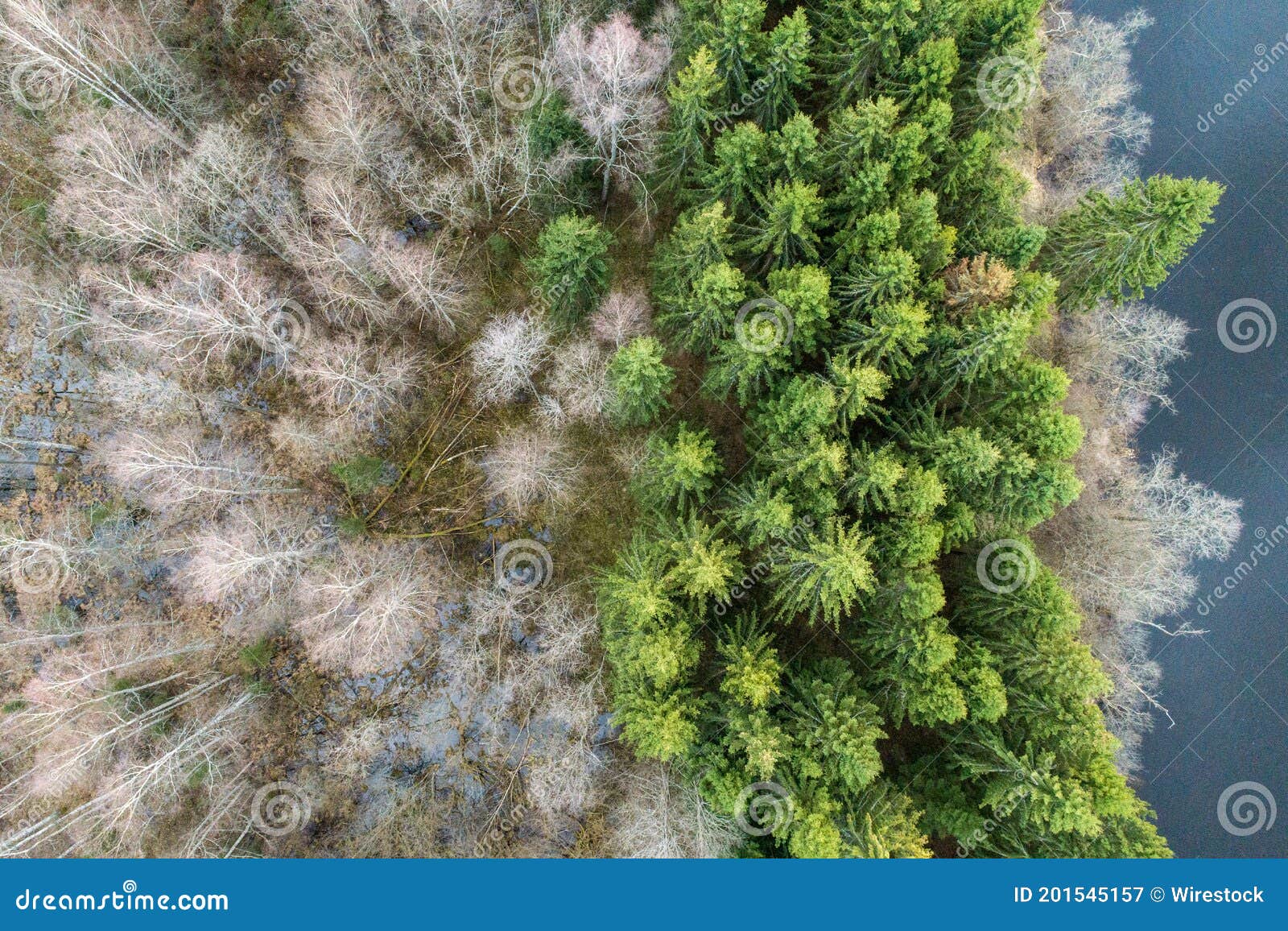 Beautiful Overhead Shot of a Forest Stock Image - Image of view, lake ...