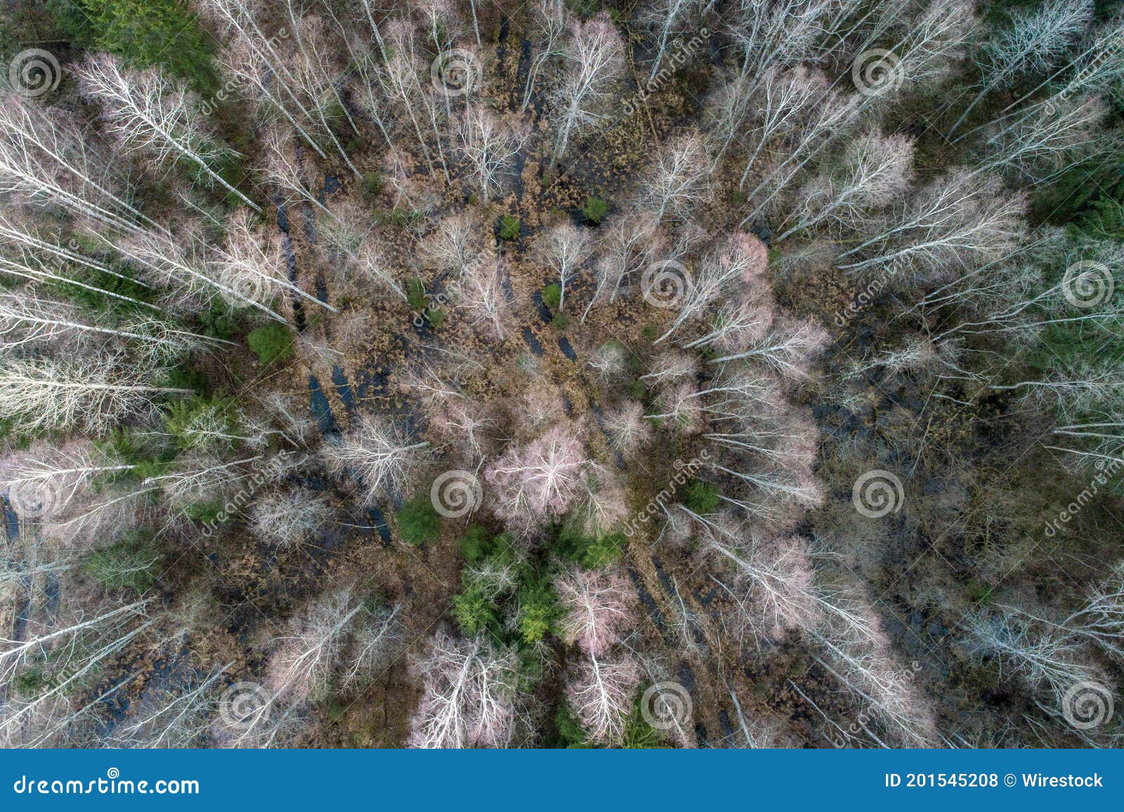 Beautiful Overhead Shot of a Forest Stock Photo - Image of beautiful ...