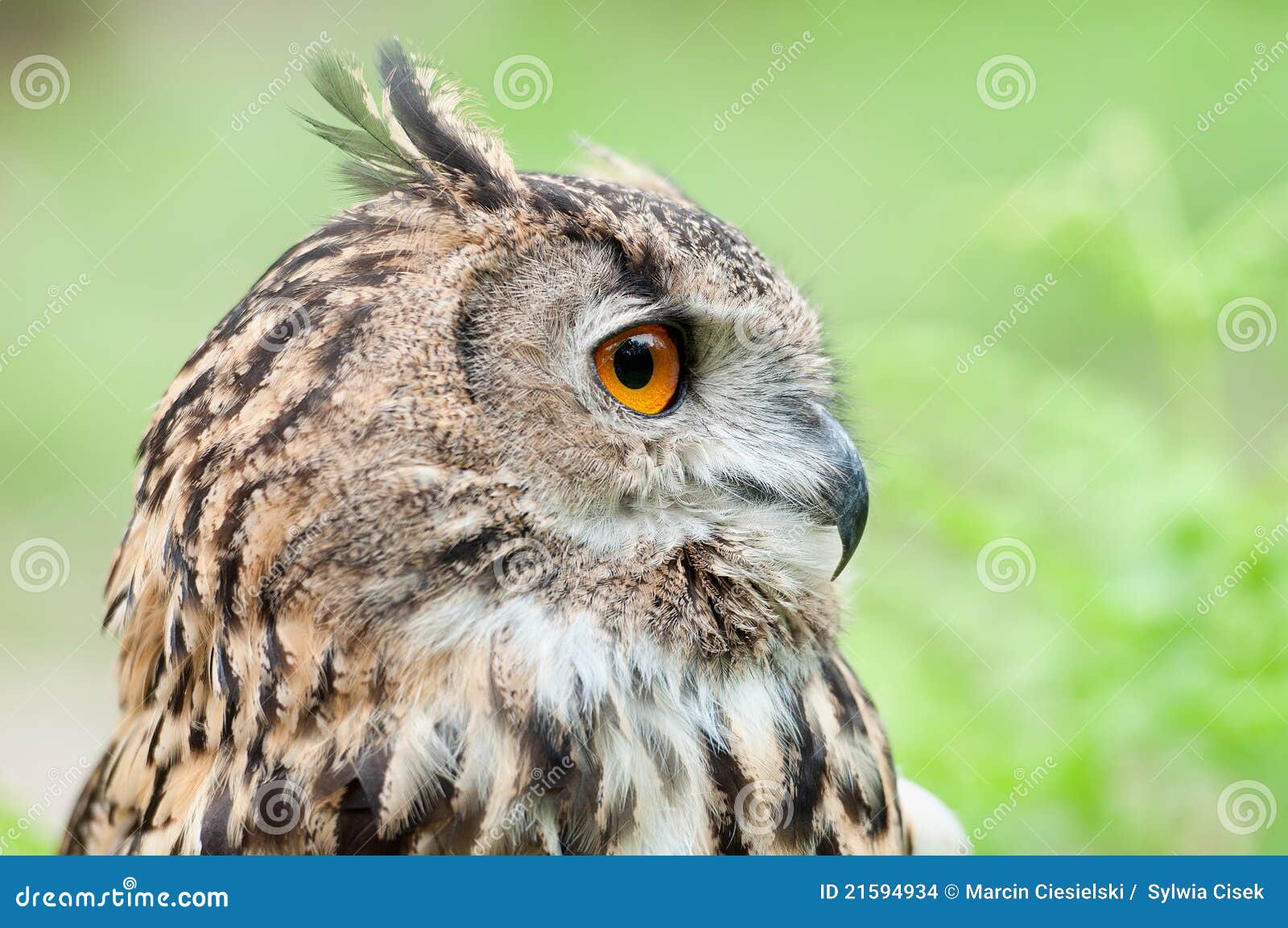 Beautiful owl stock photo. Image of avian, pray, nature - 21594934