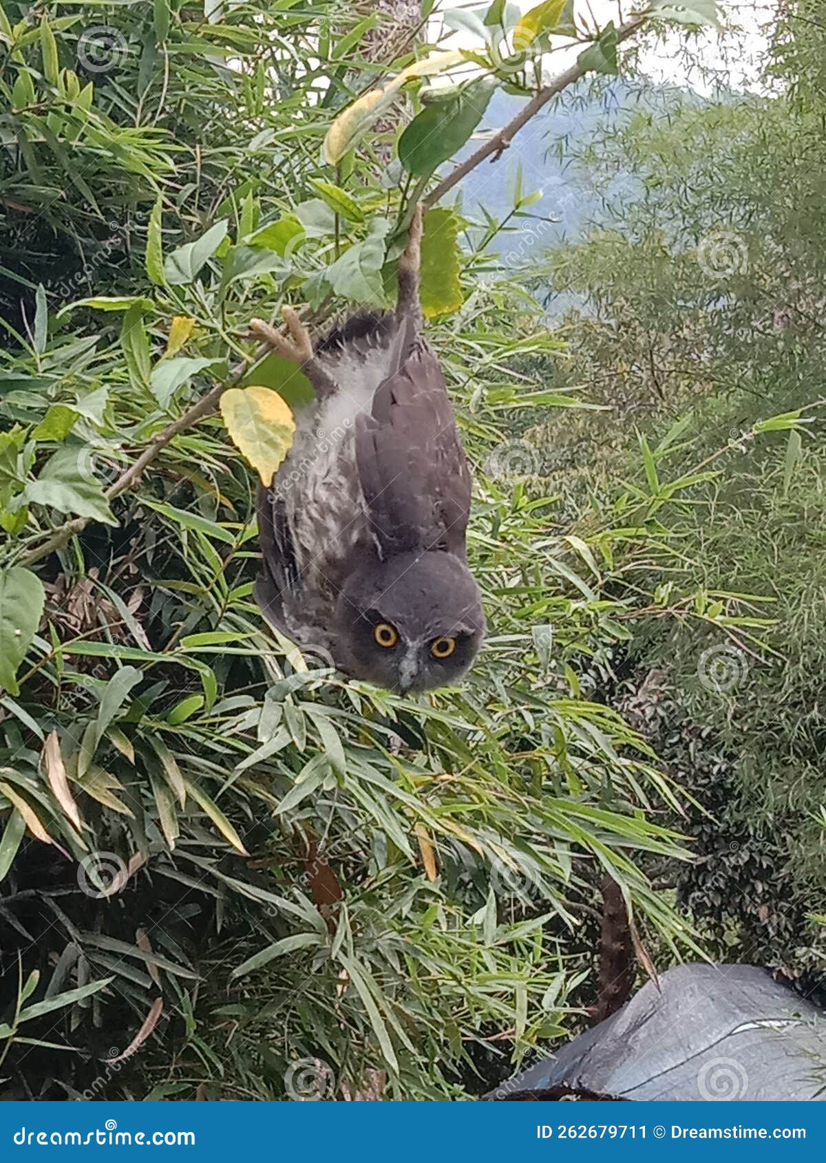 Beautiful Owl eyes stock image. Image of eyes, birds - 262679711