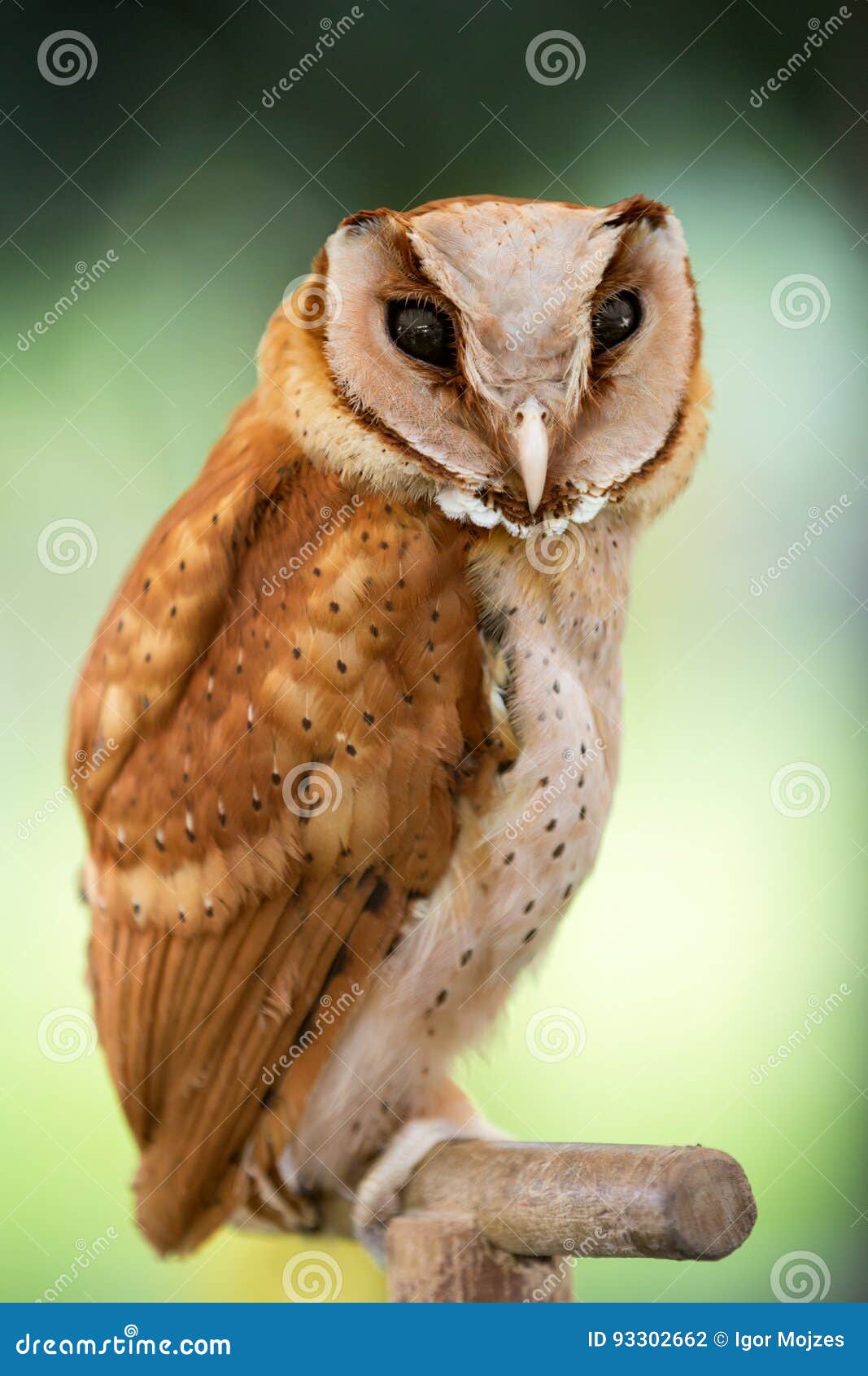 Beautiful owl stock photo. Image of full, predator, prey - 93302662