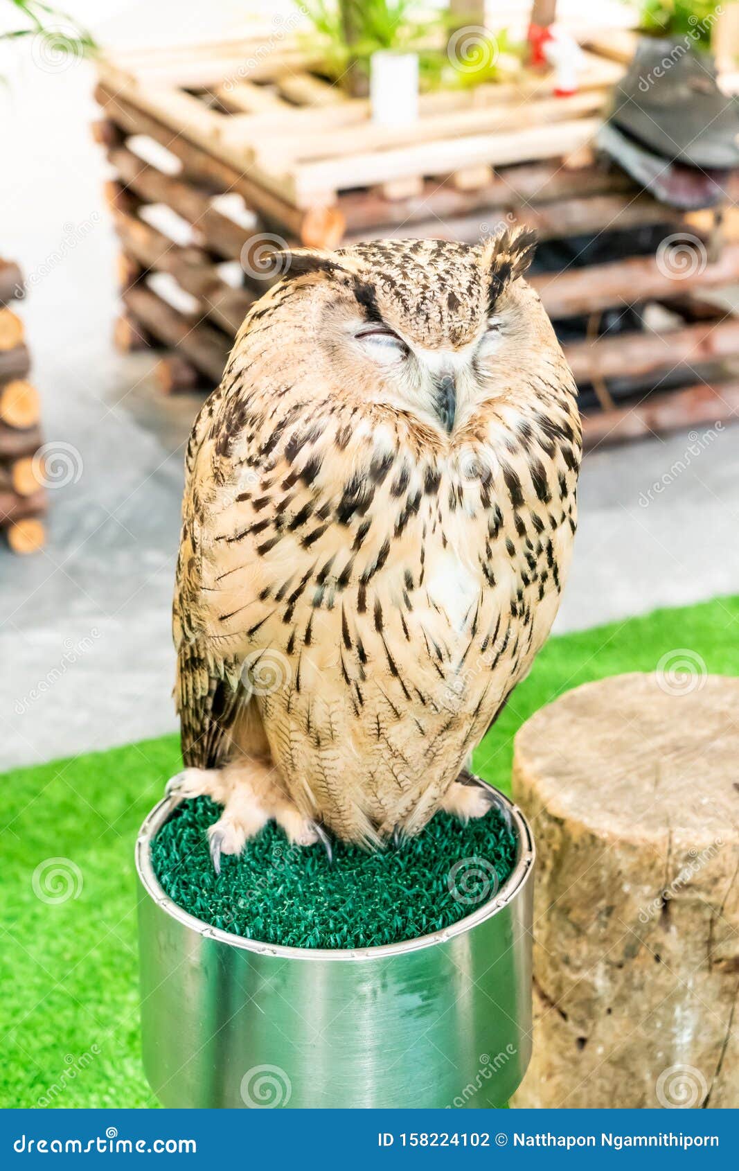 Beautiful owl in zoo stock photo. Image of nature, closeup - 158224102