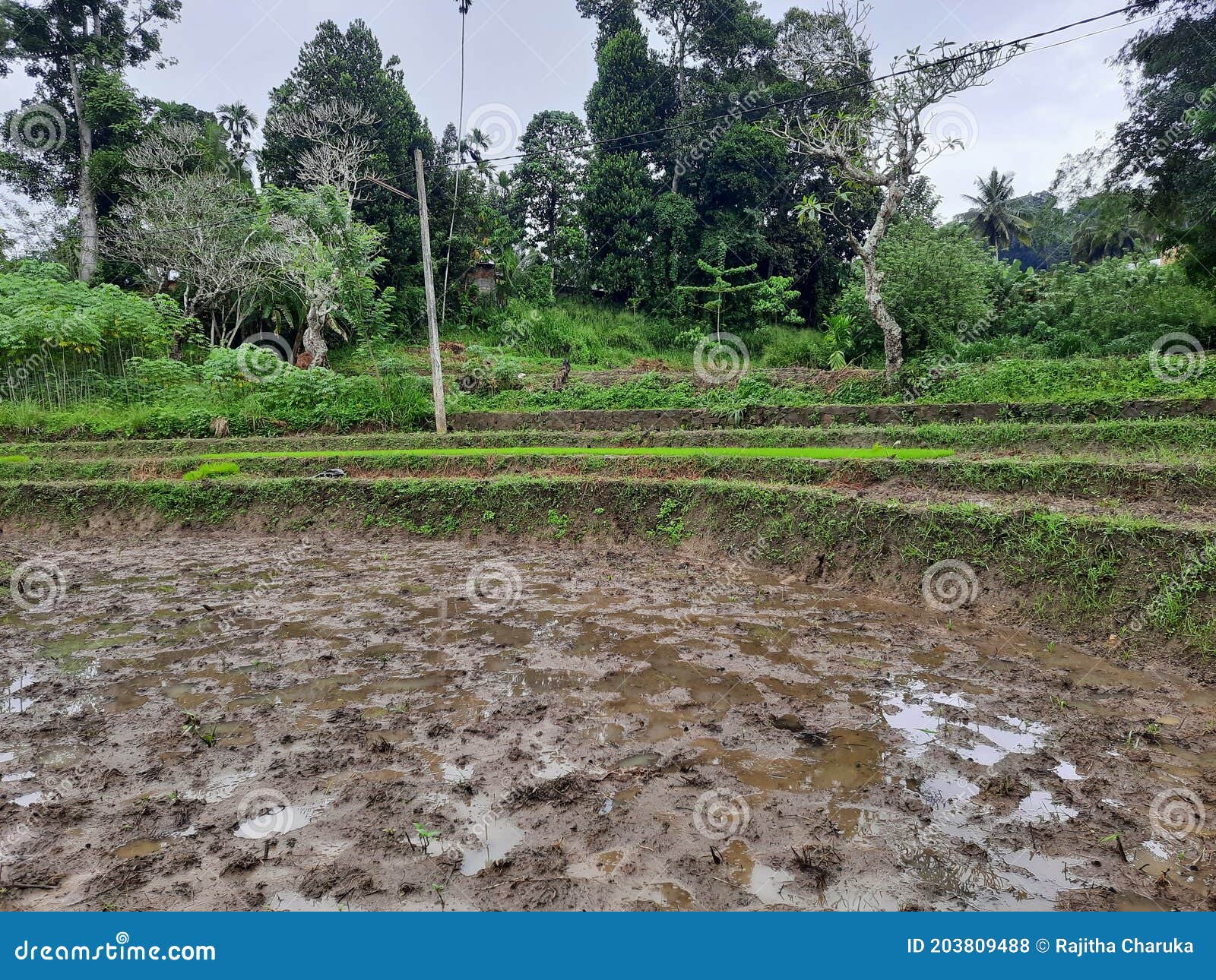 Beautiful Paddi Field Beautiful Village Stock Photo - Image of woodland ...