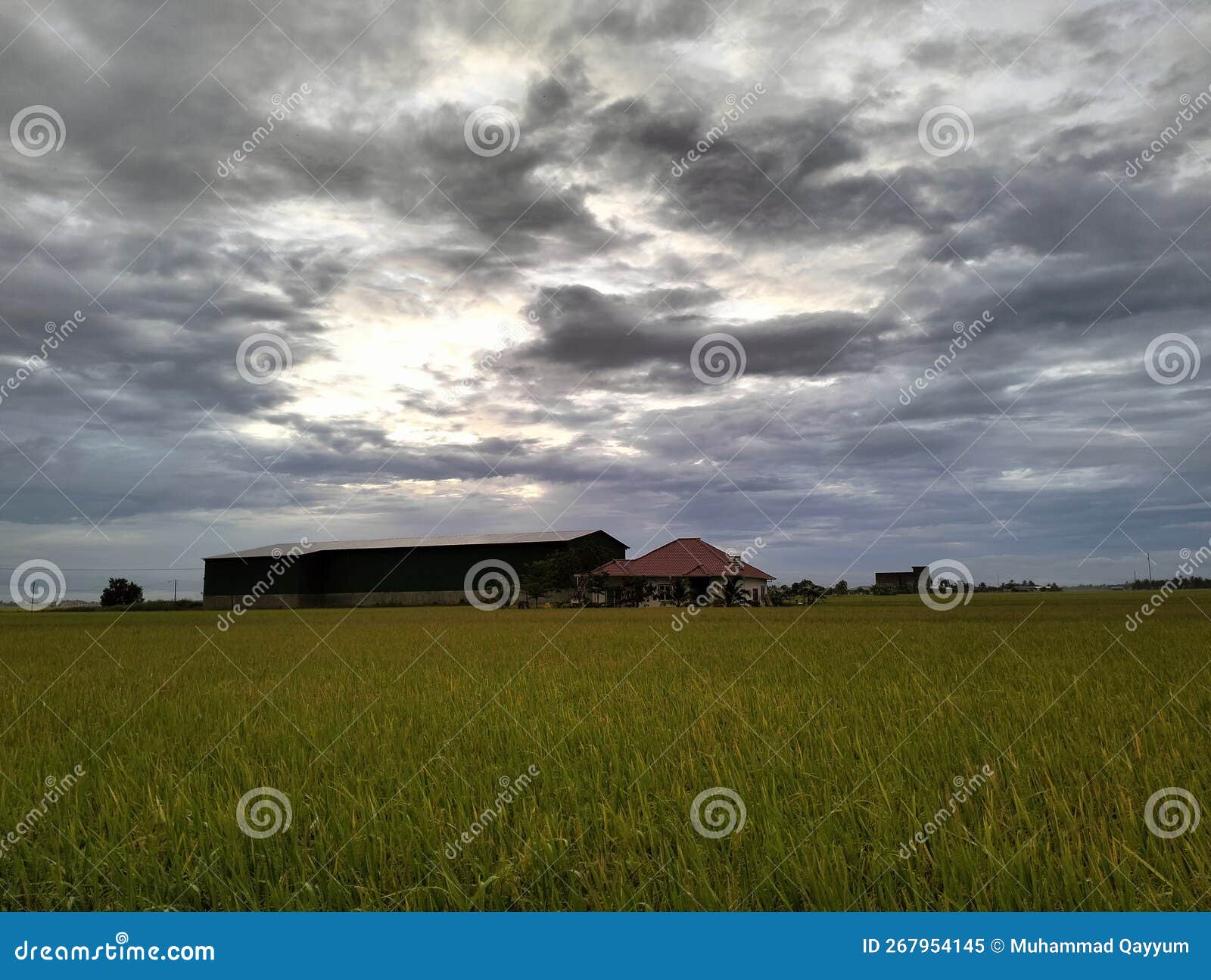 Beautiful Paddy Box at Sekinchan, Selangor Stock Image - Image of ...