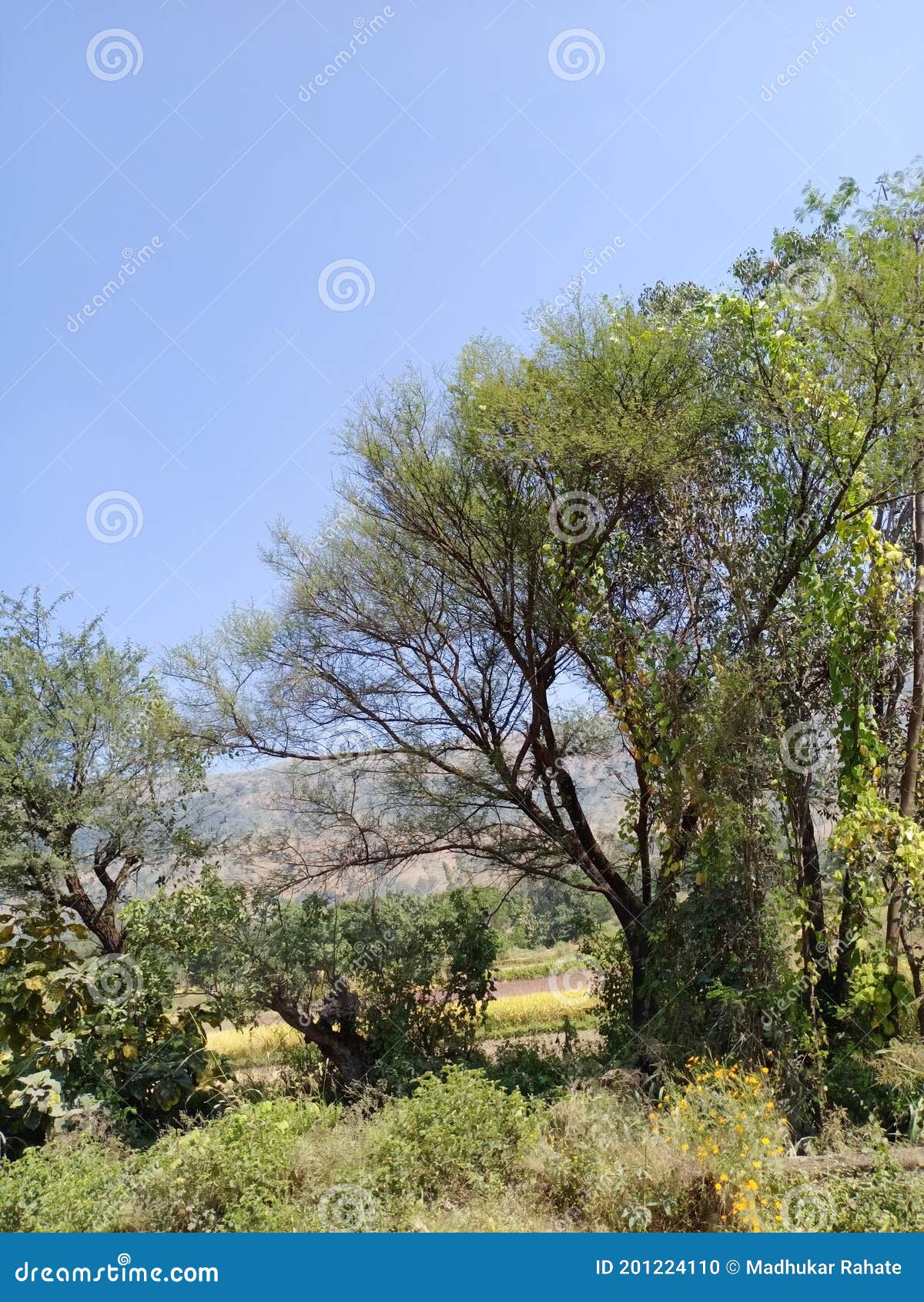 A Beautiful Arch Made by Ranveli on this Thorny Acacia Tree. Stock ...