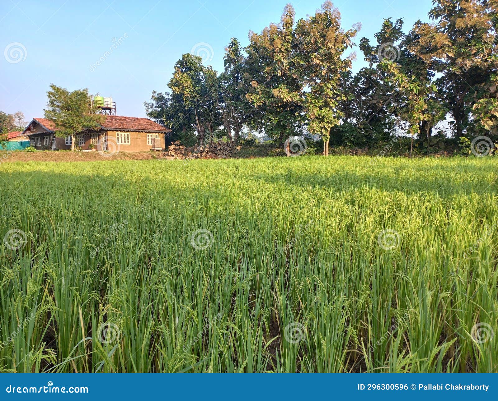 A Beautiful Paddy Field, Full of Greenery Stock Photo - Image of trees ...