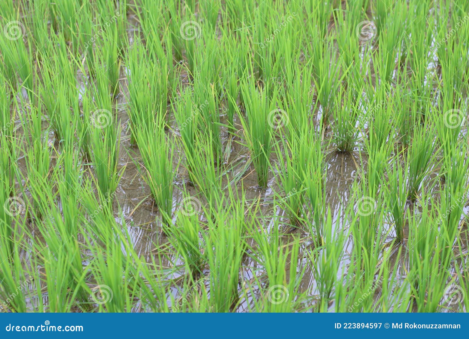 A Beautiful Paddy Field of Green Color Stock Image - Image of growth ...