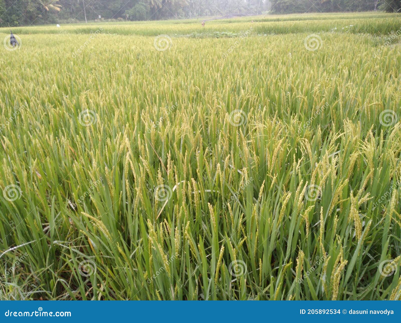 Beautiful Paddy Field in My Sri Lanka Stock Photo - Image of beautiful ...