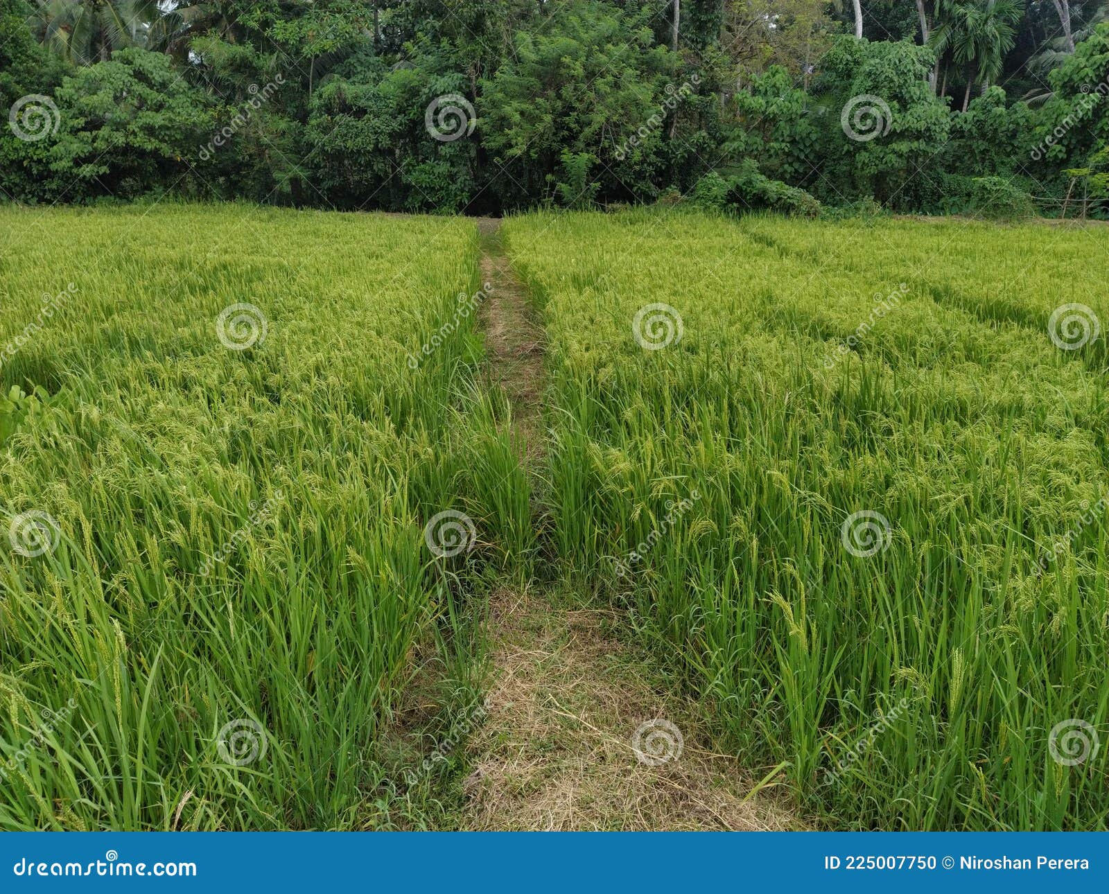 Beautiful Paddy Field in Sri Lanka. Stock Photo - Image of soil, lanka ...