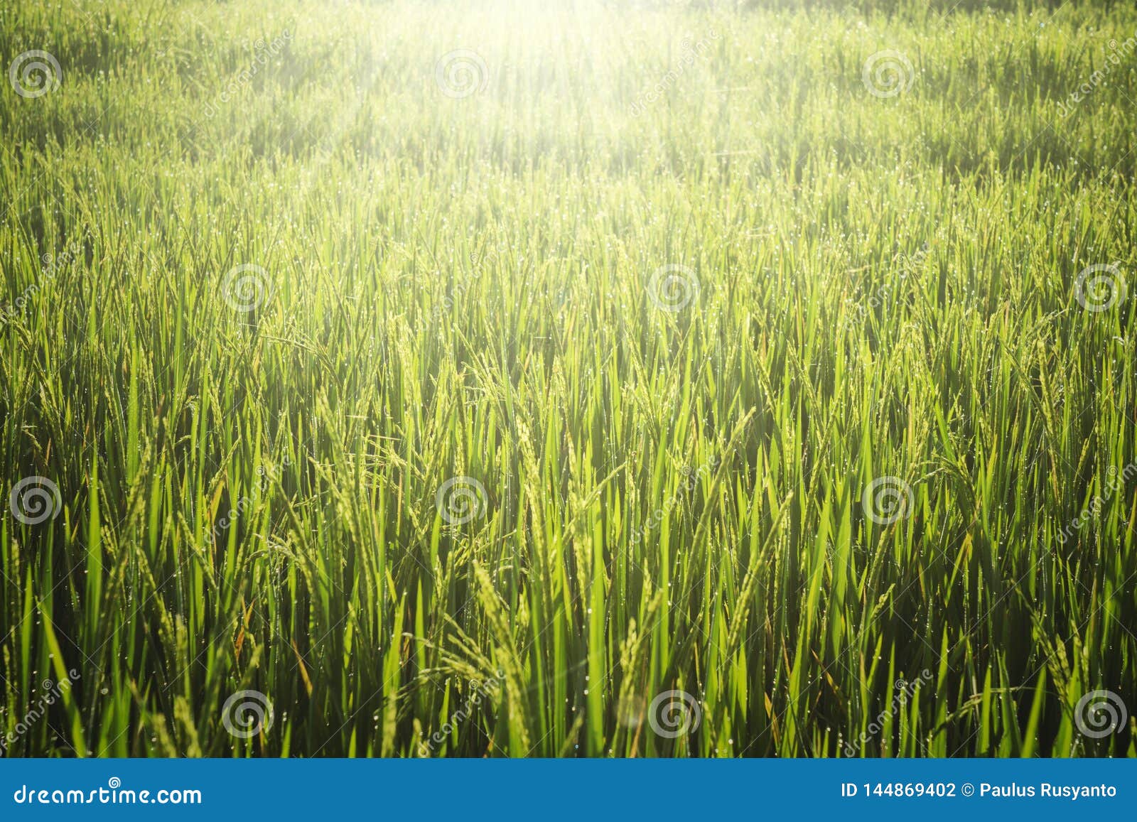 Beautiful Paddy Fields with Dew Drops at Sunrise Stock Photo - Image of ...