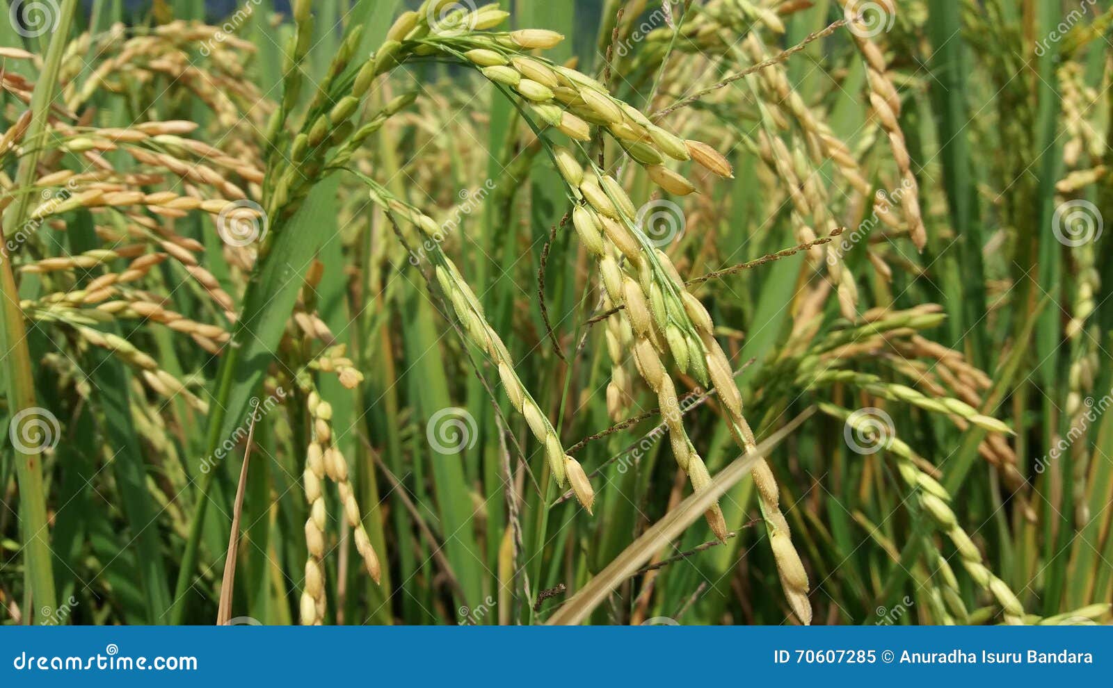 Beautiful paddy texture stock image. Image of nice, river - 70607285
