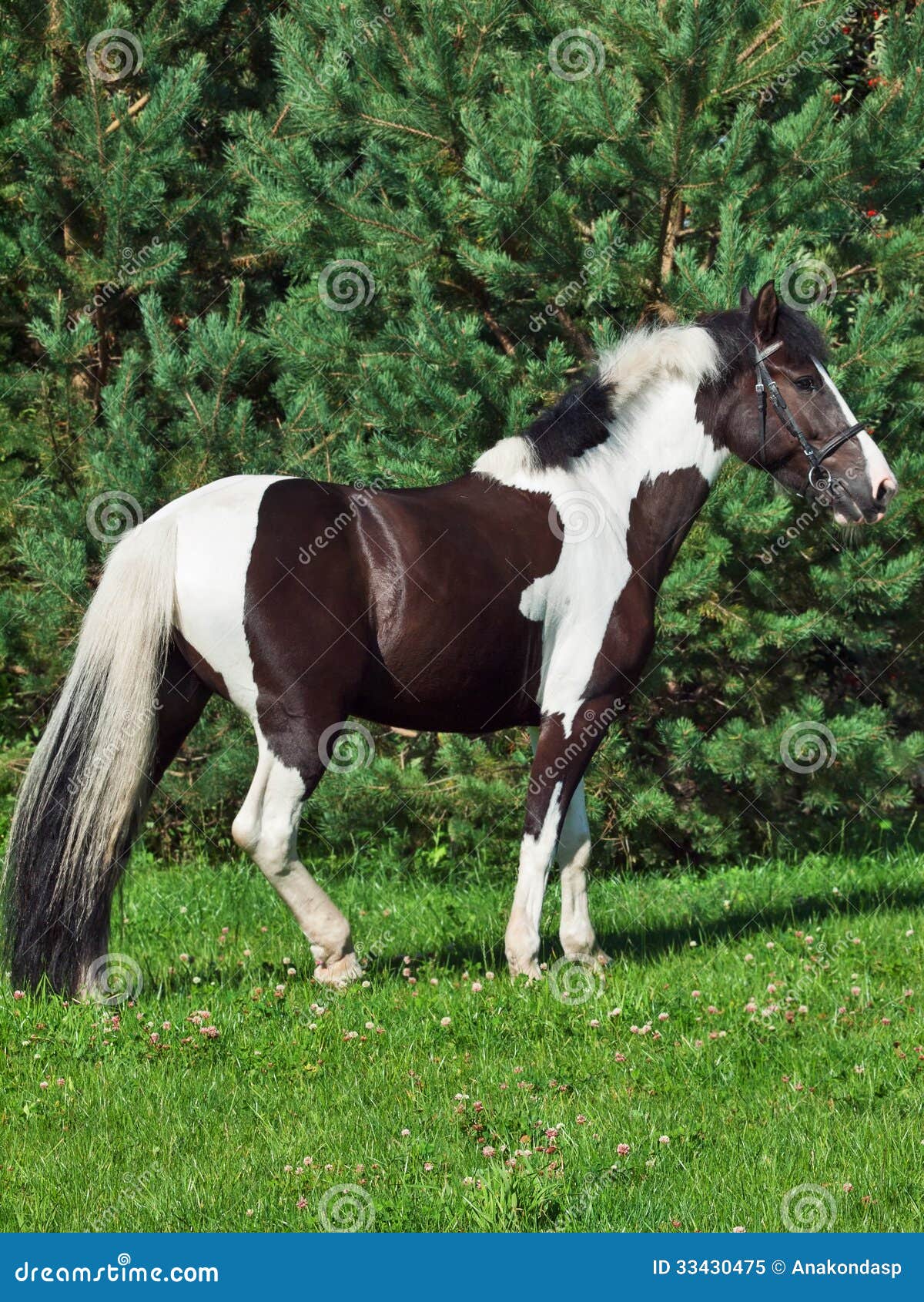 The Beautiful Paint Draft Horse Stock Image - Image of ranch, piebald ...