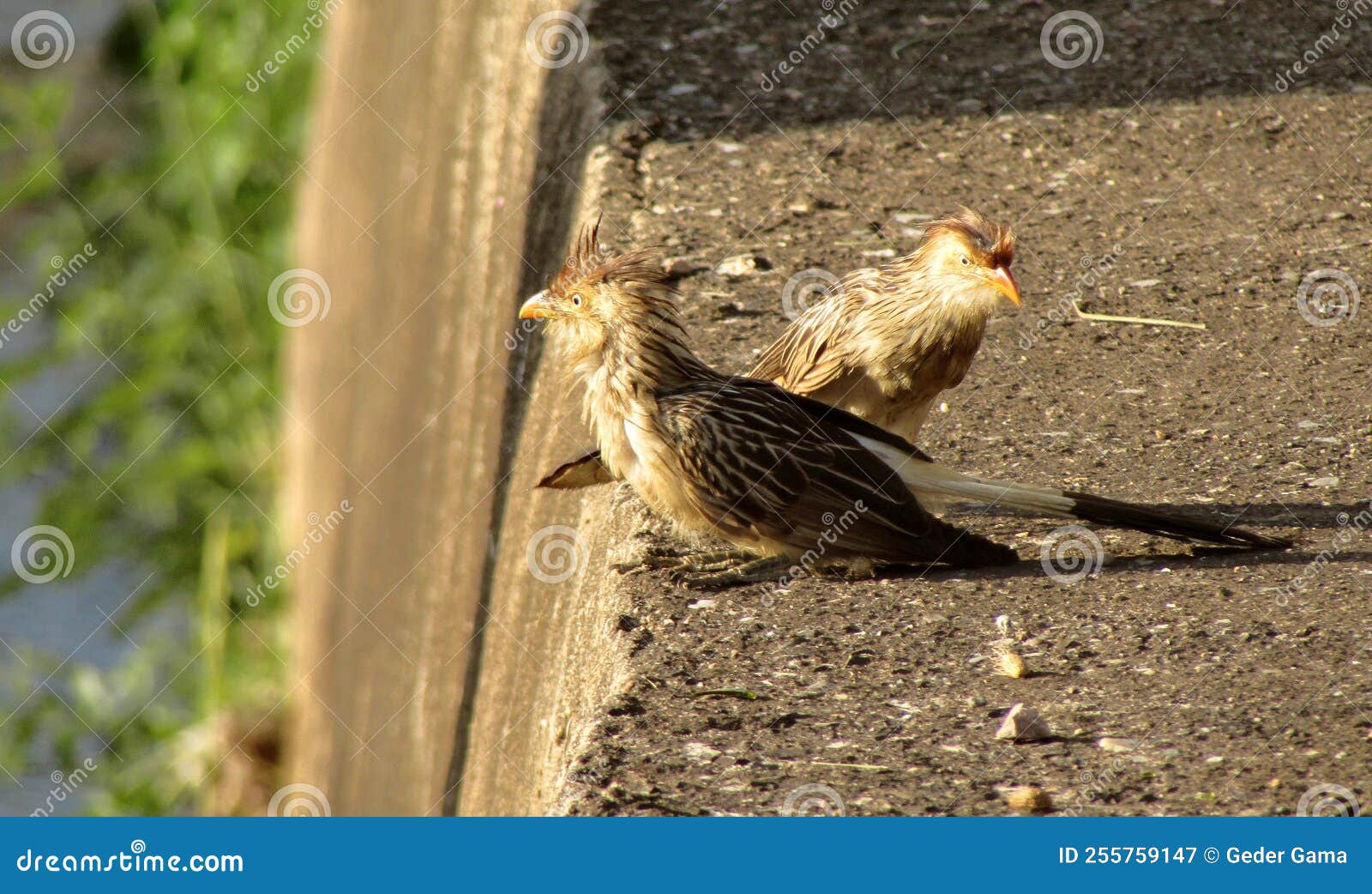 Beautiful Pair of Brown Birds Stock Image - Image of small, nature ...