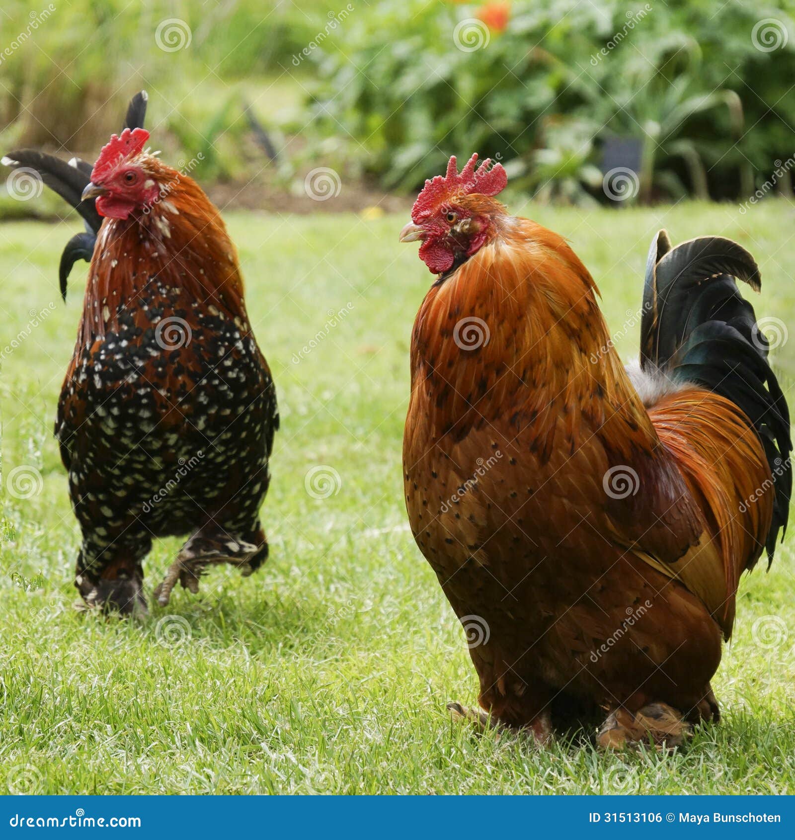 Beautiful pair of chickens stock photo. Image of ecology - 31513106