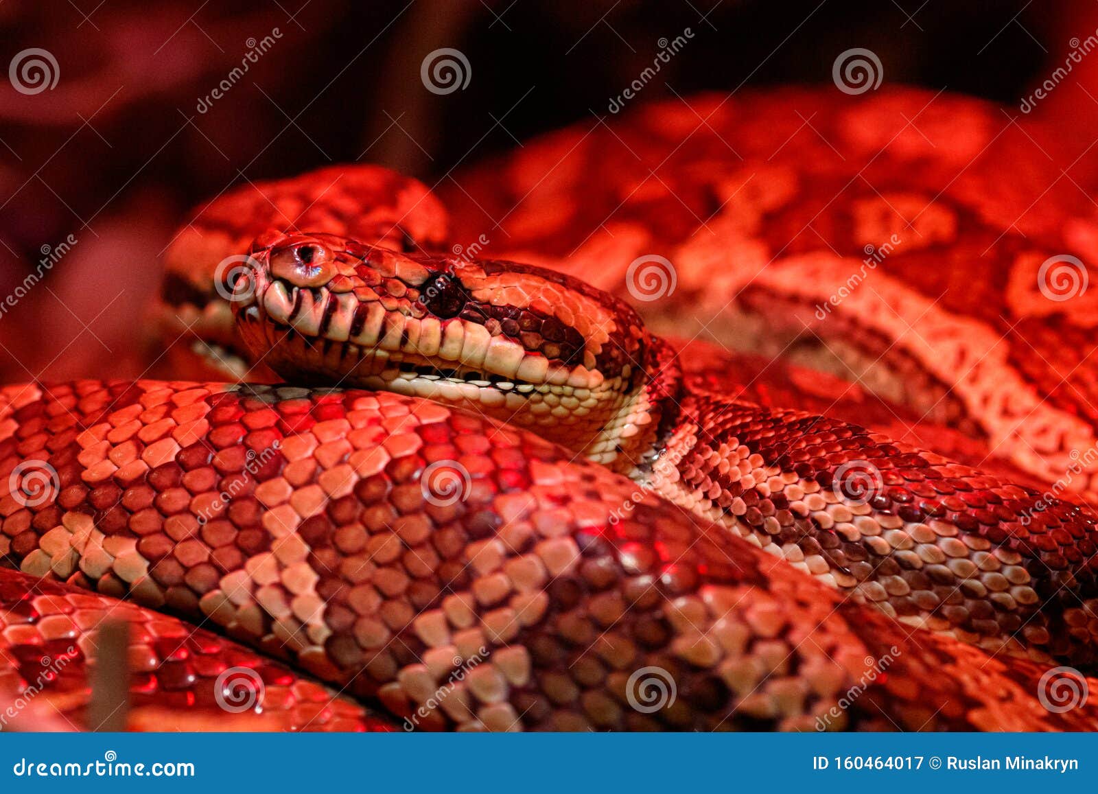 Beautiful Pair of Kites Coastal Carpet Python Stock Image - Image of ...